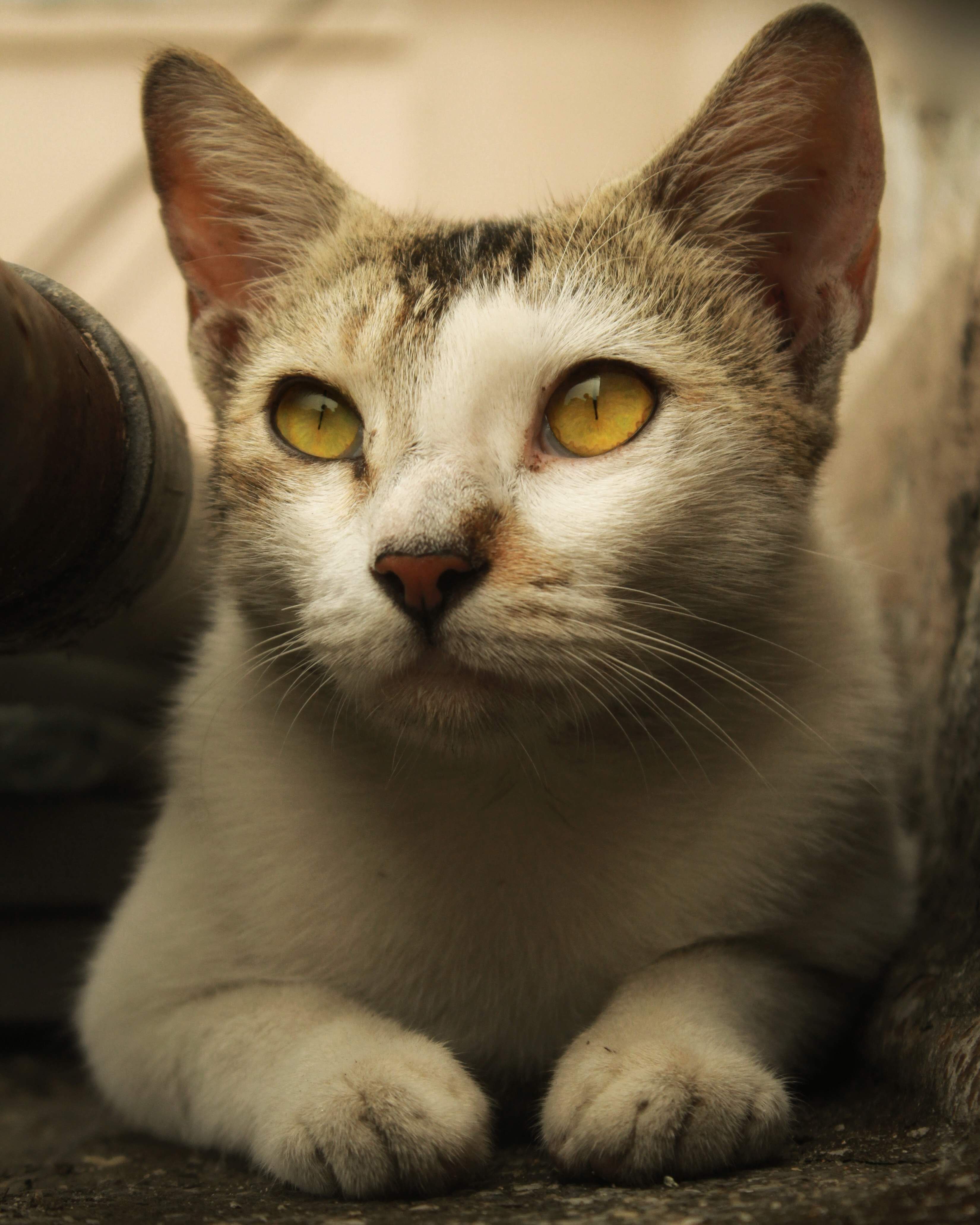 cat · Free Stock Photo