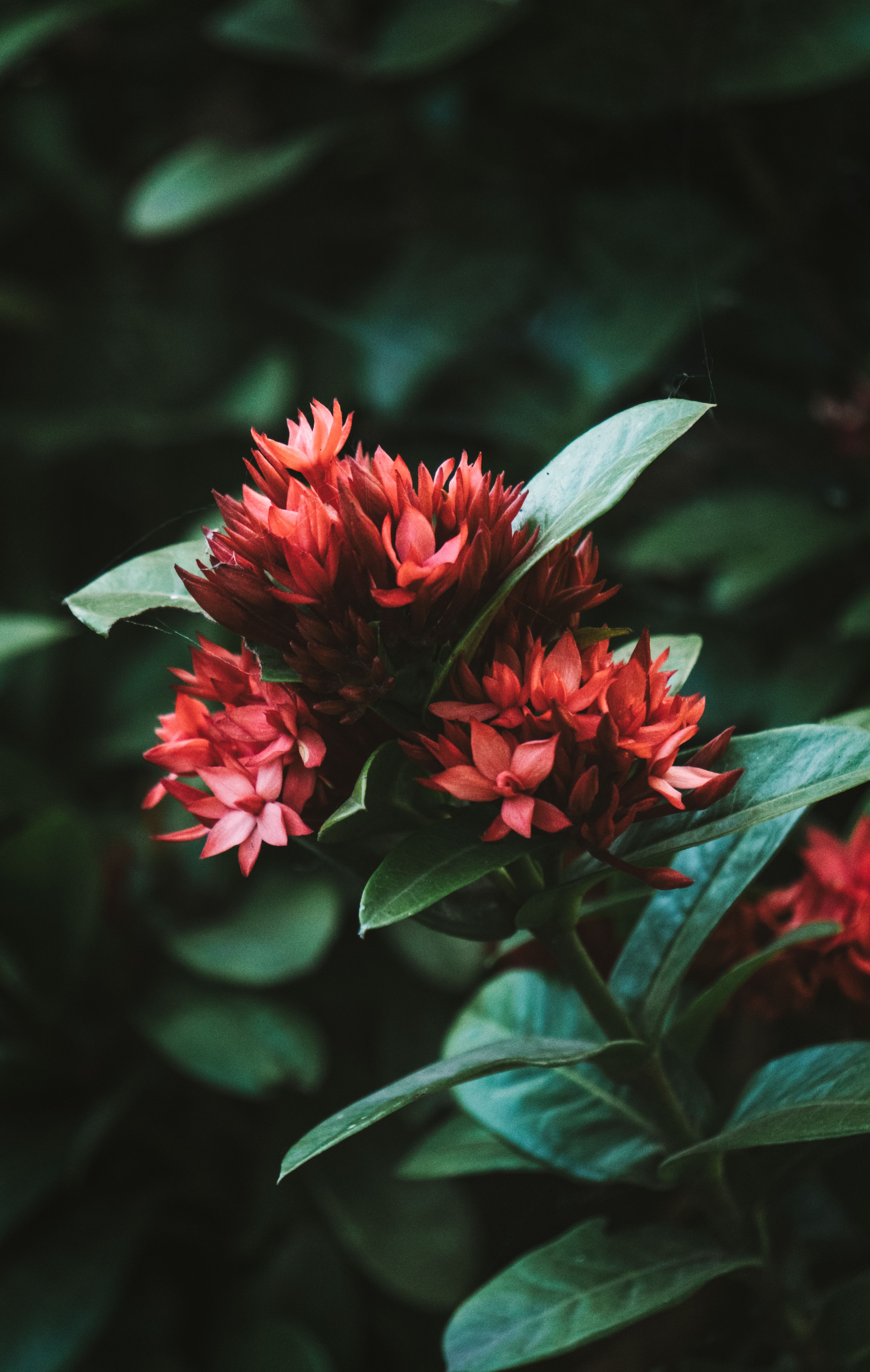 Red Lotus Photos, Download The BEST Free Red Lotus Stock Photos & HD Images