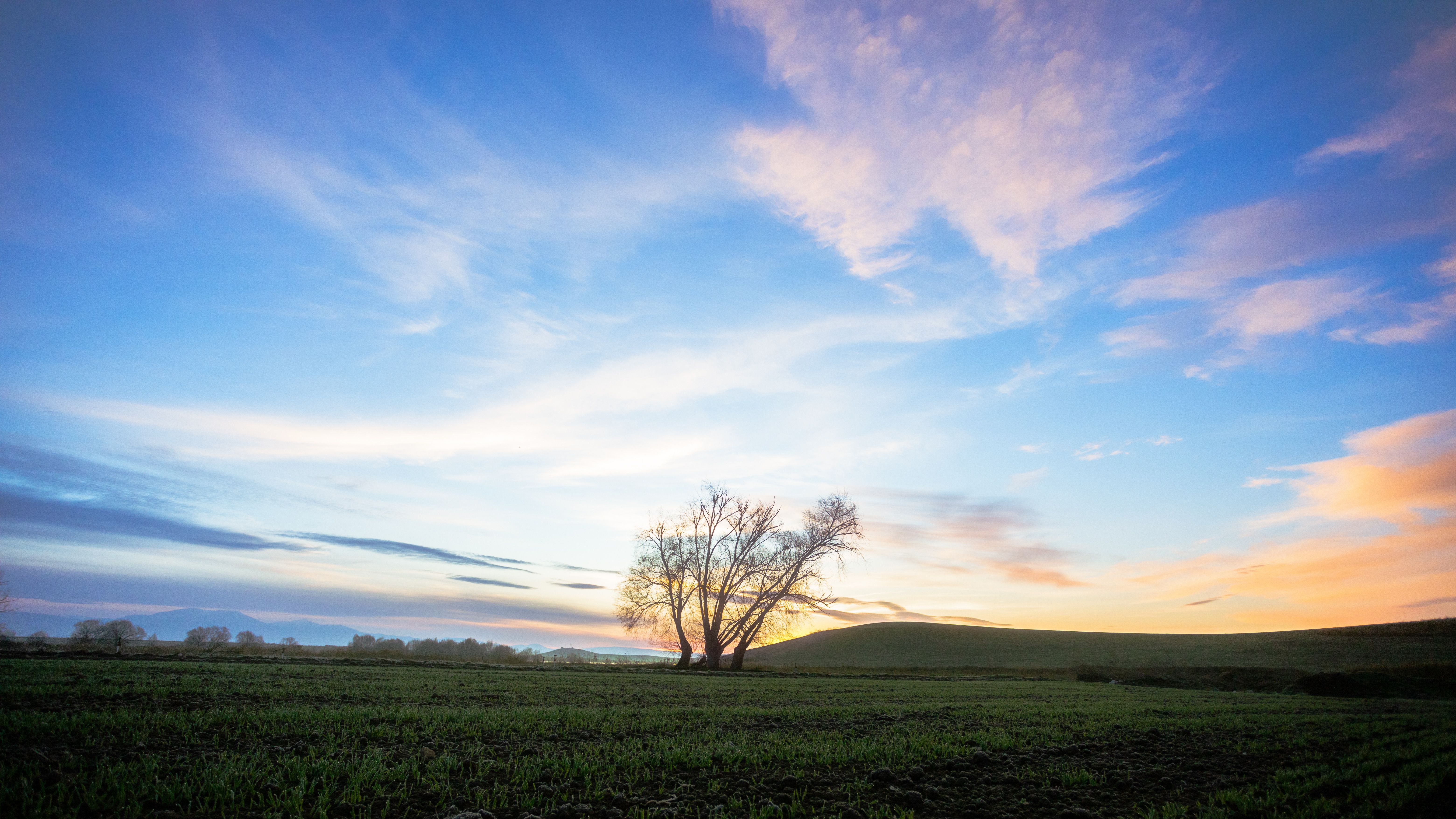 Lonely Tree on a Field During Sunset · Free Stock Photo