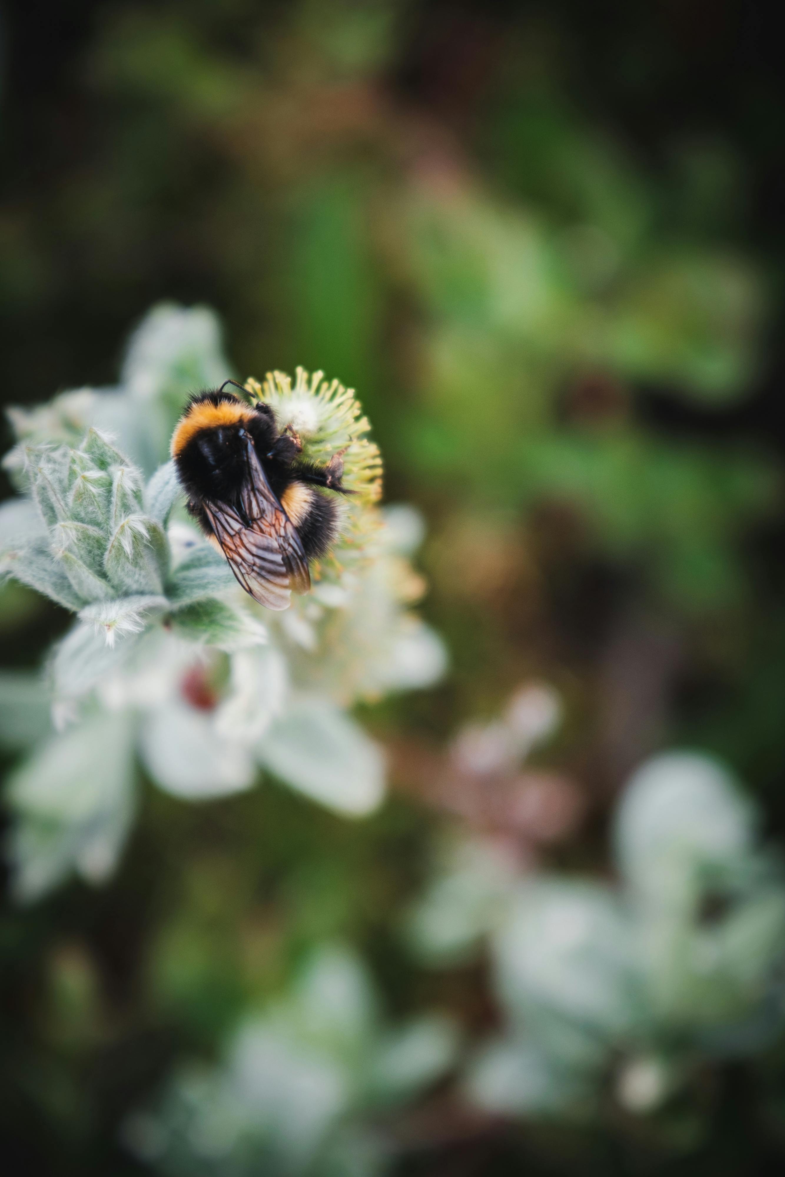 Close-up of Bee on Yellow Flower · Free Stock Photo