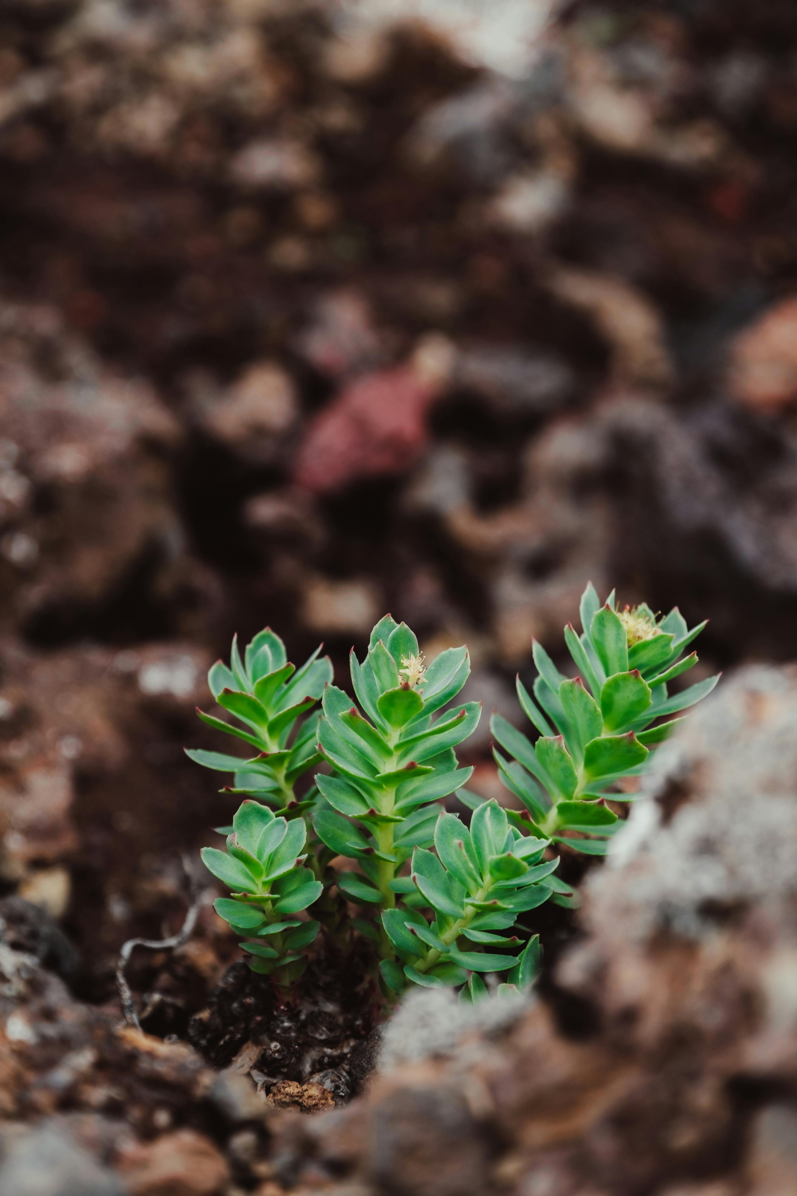 Small Arctic Root Plants · Free Stock Photo