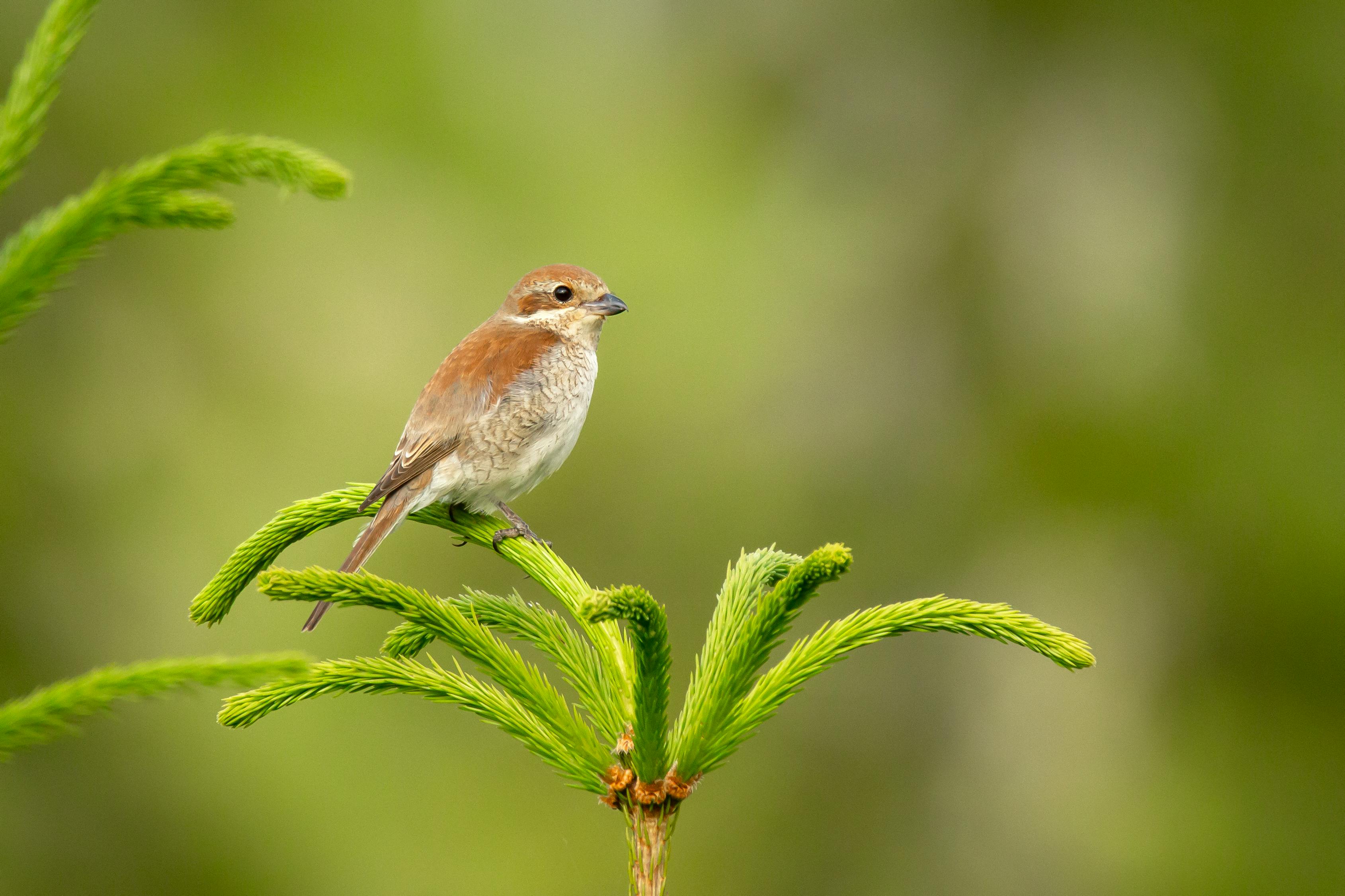 Bird Esktop Backgrounds Photos, Download The BEST Free Bird Esktop ...
