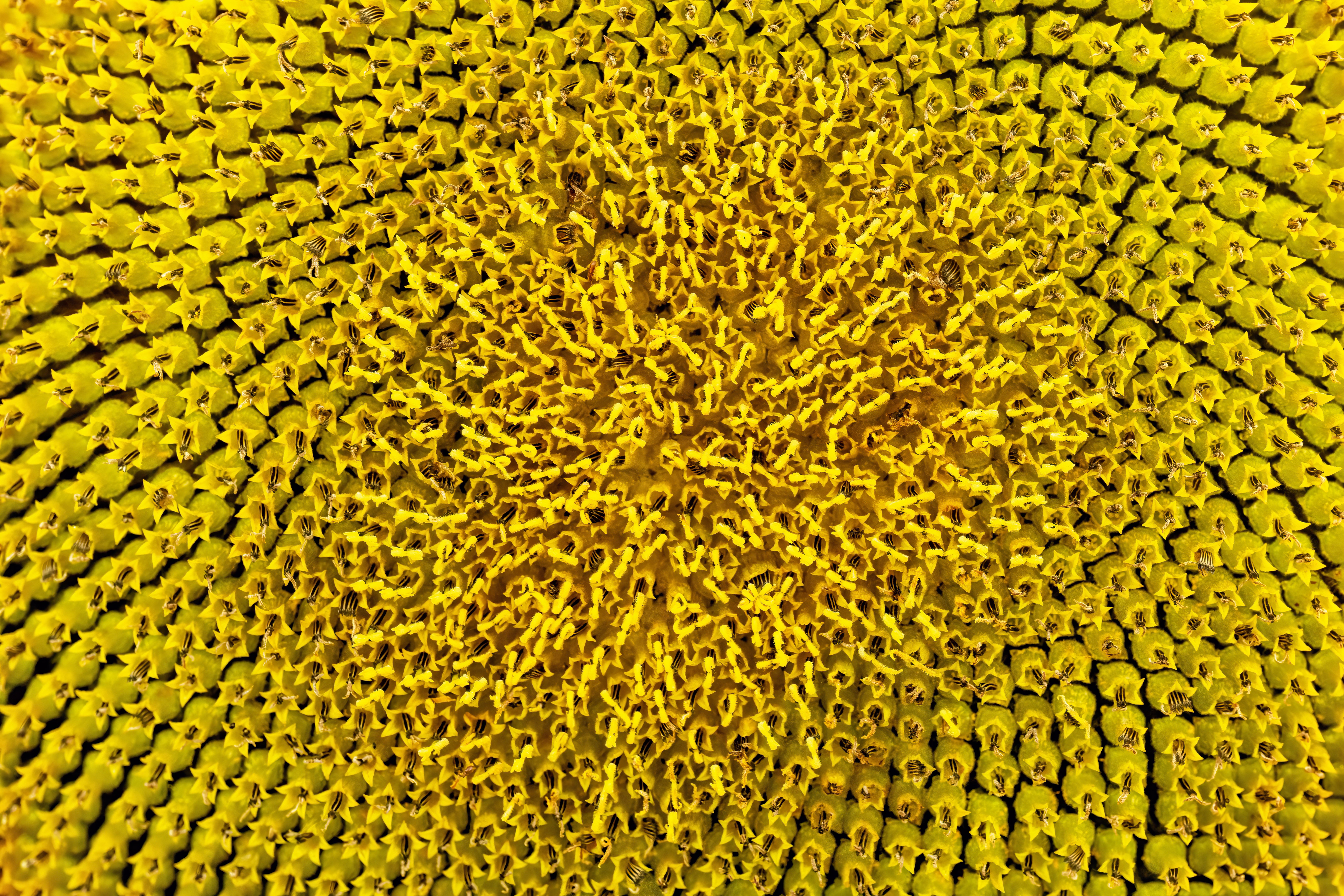 Extreme Close up of Sunflower · Free Stock Photo