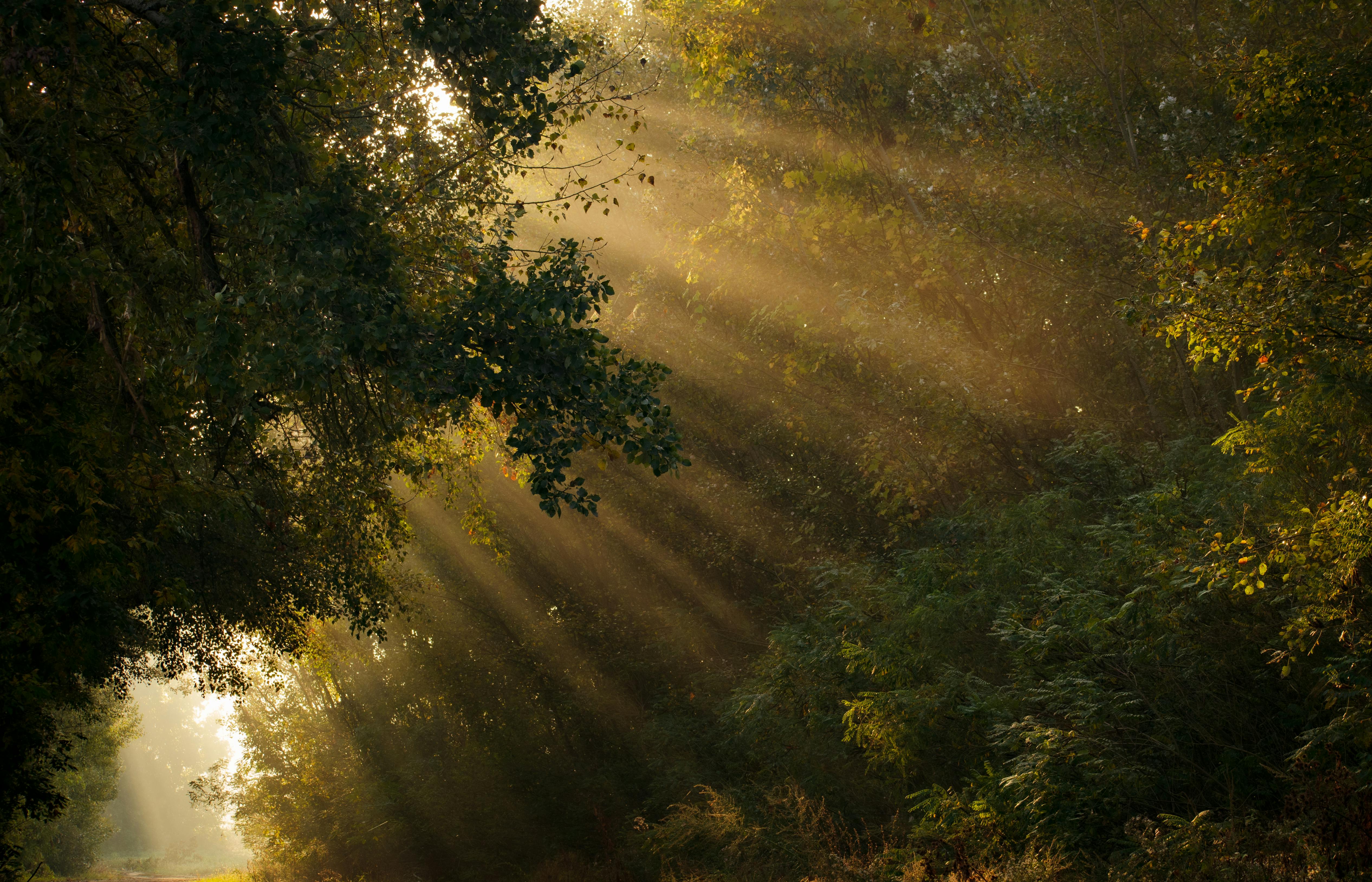 Golden Sunlight Through Tree Branches in the Forest · Free Stock Photo