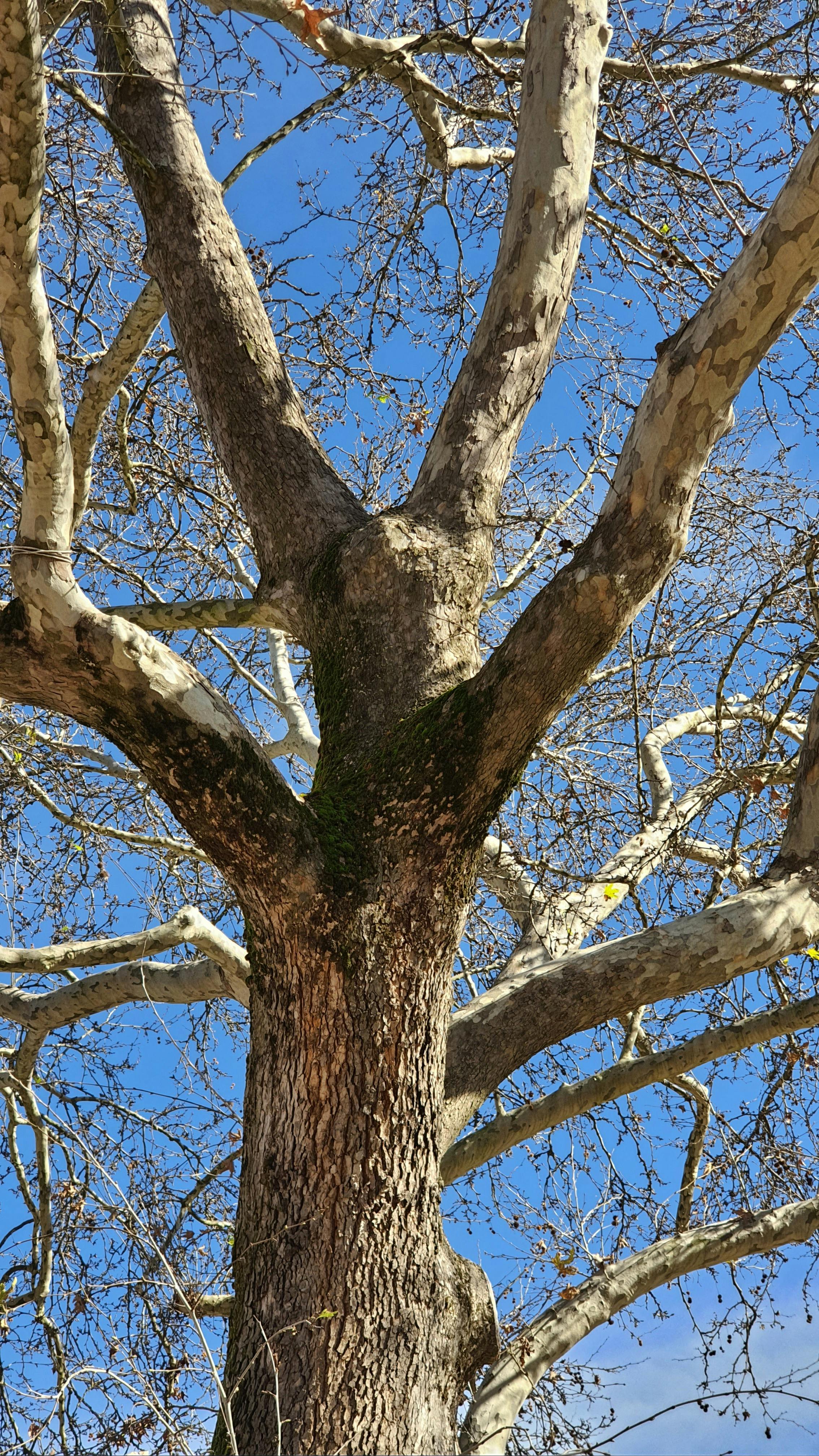 Empty Tree in a Forest · Free Stock Photo