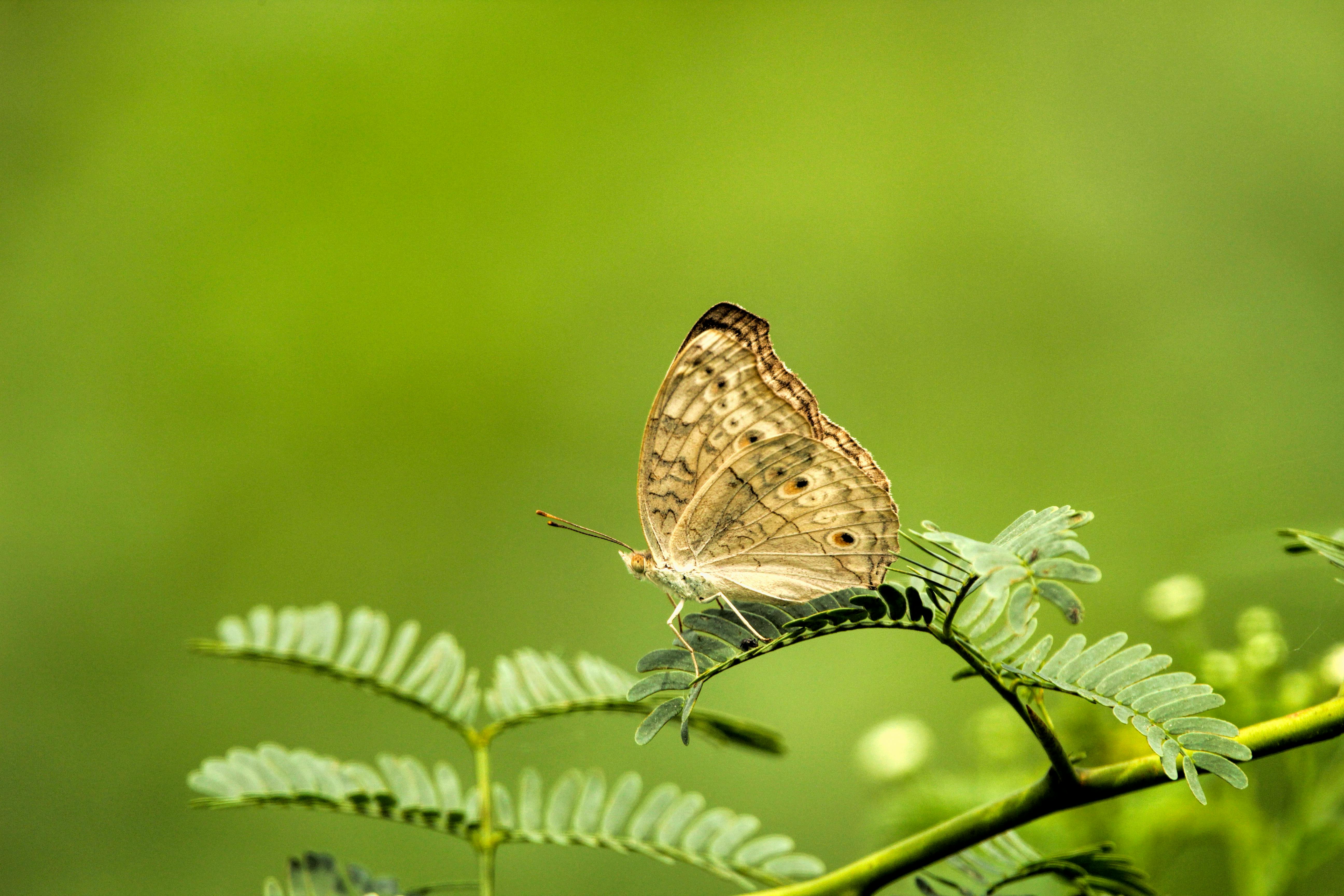 Butterfly - Butterfly wallpaper with Nature and Green Background · Free ...