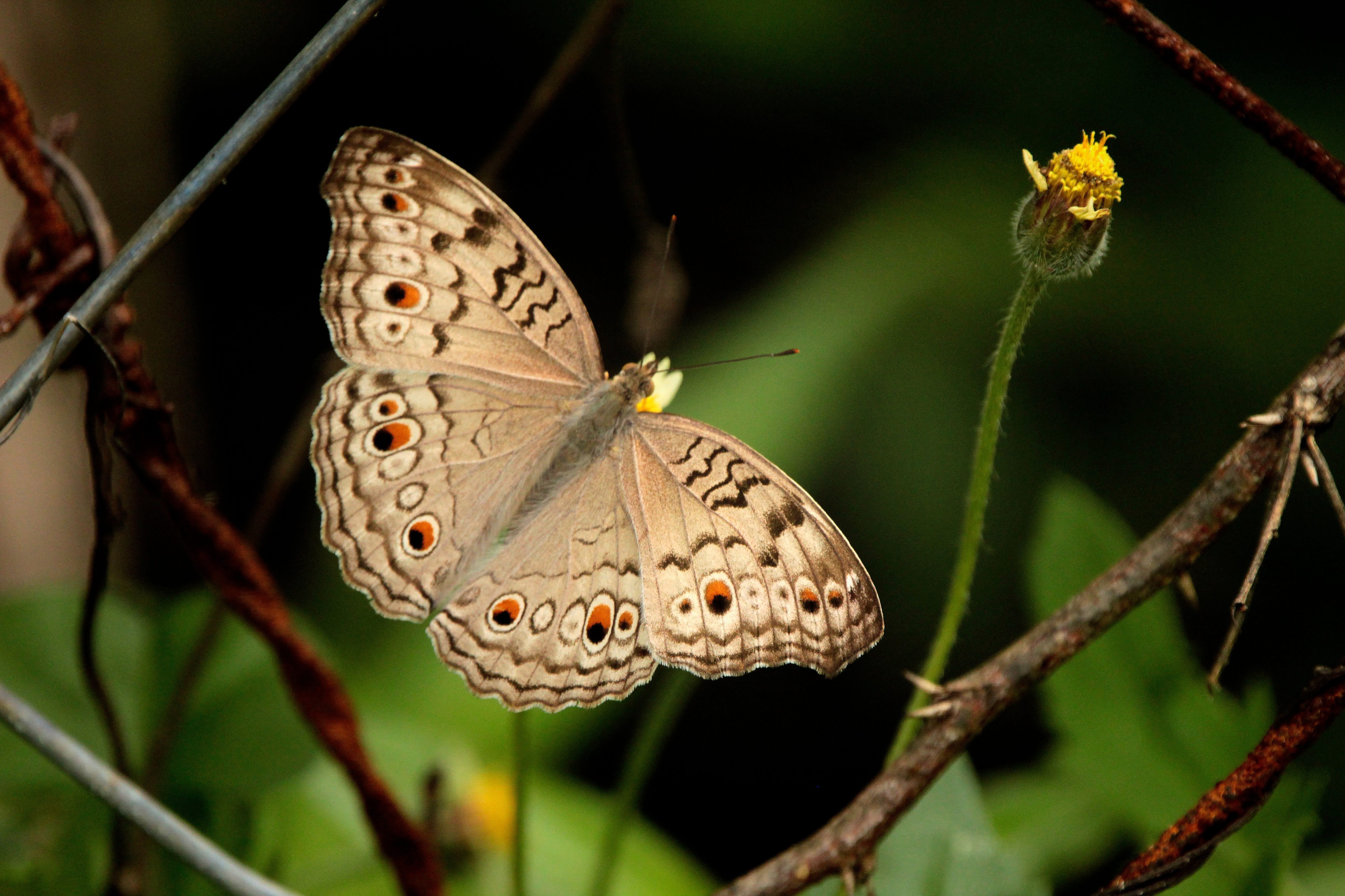 Flying Butterflies With Colorful Wings Photos, Download The BEST Free ...