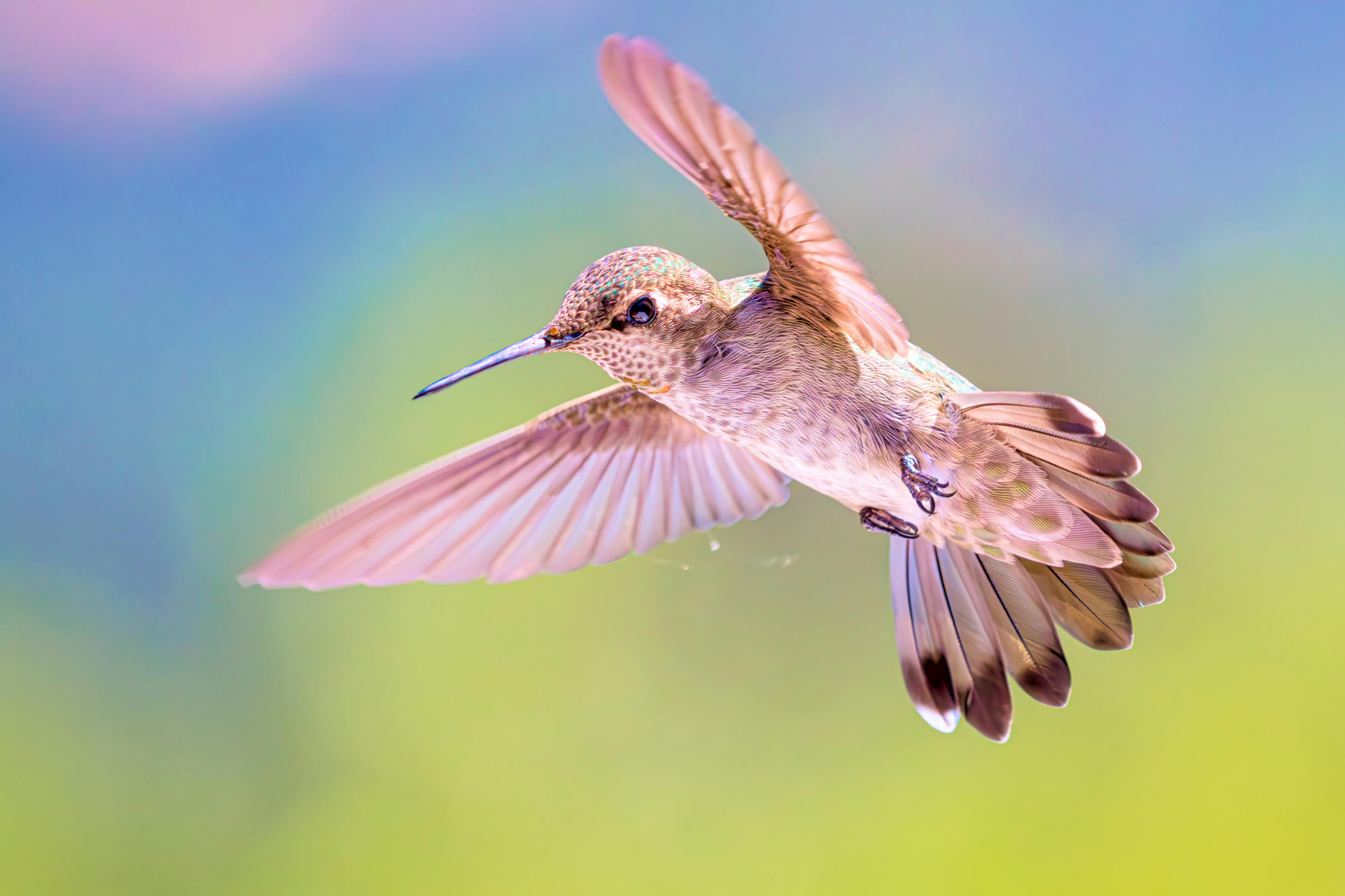 Green And Brown Hummingbird · Free Stock Photo