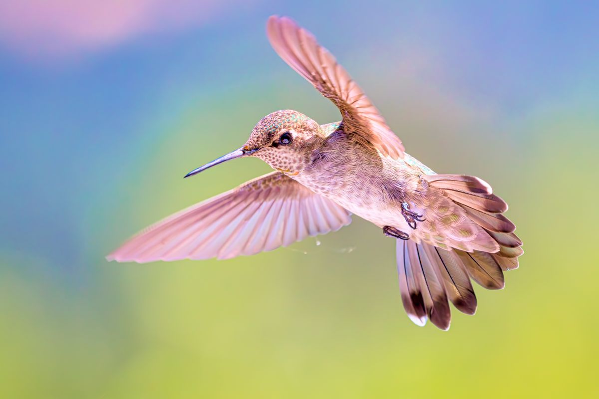 A Little Bird Flying Photos, Download The BEST Free A Little Bird ...