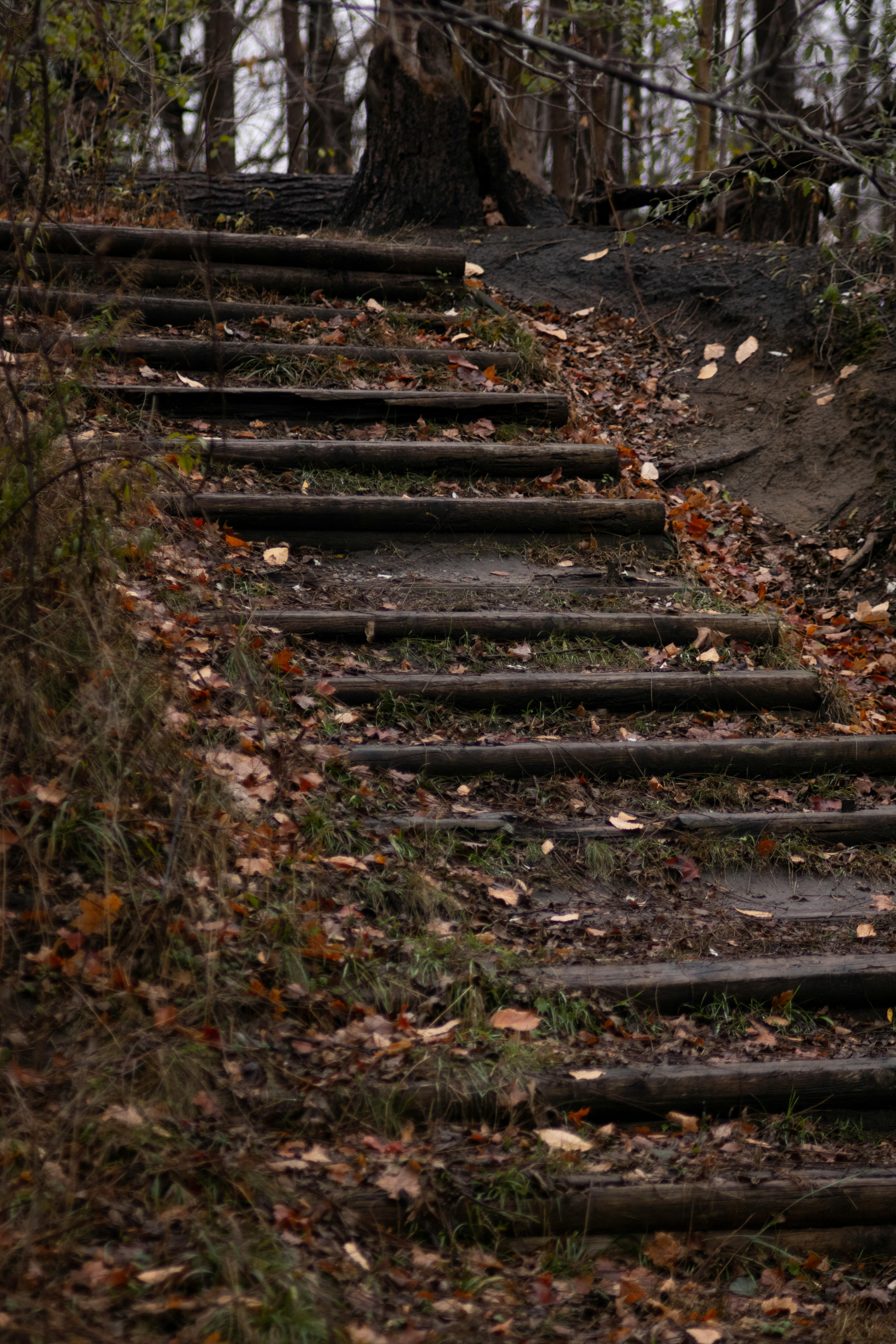 Wooden Steps in Forest · Free Stock Photo