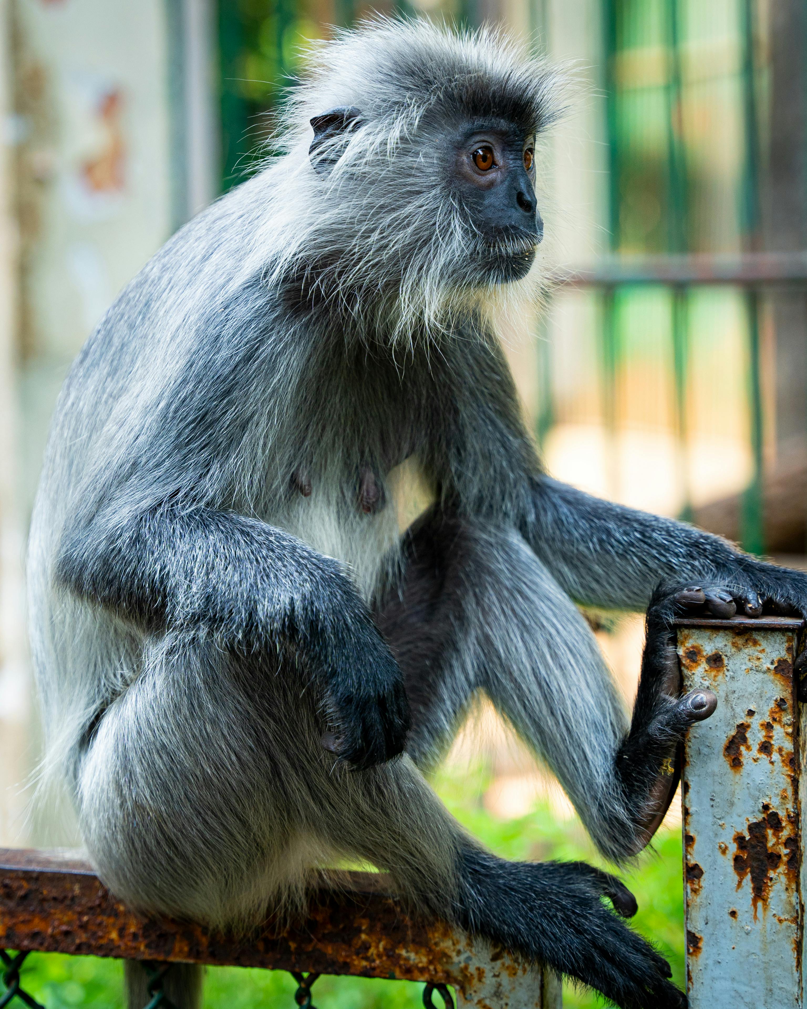 Silvery Lutung Monkey in Zoo · Free Stock Photo
