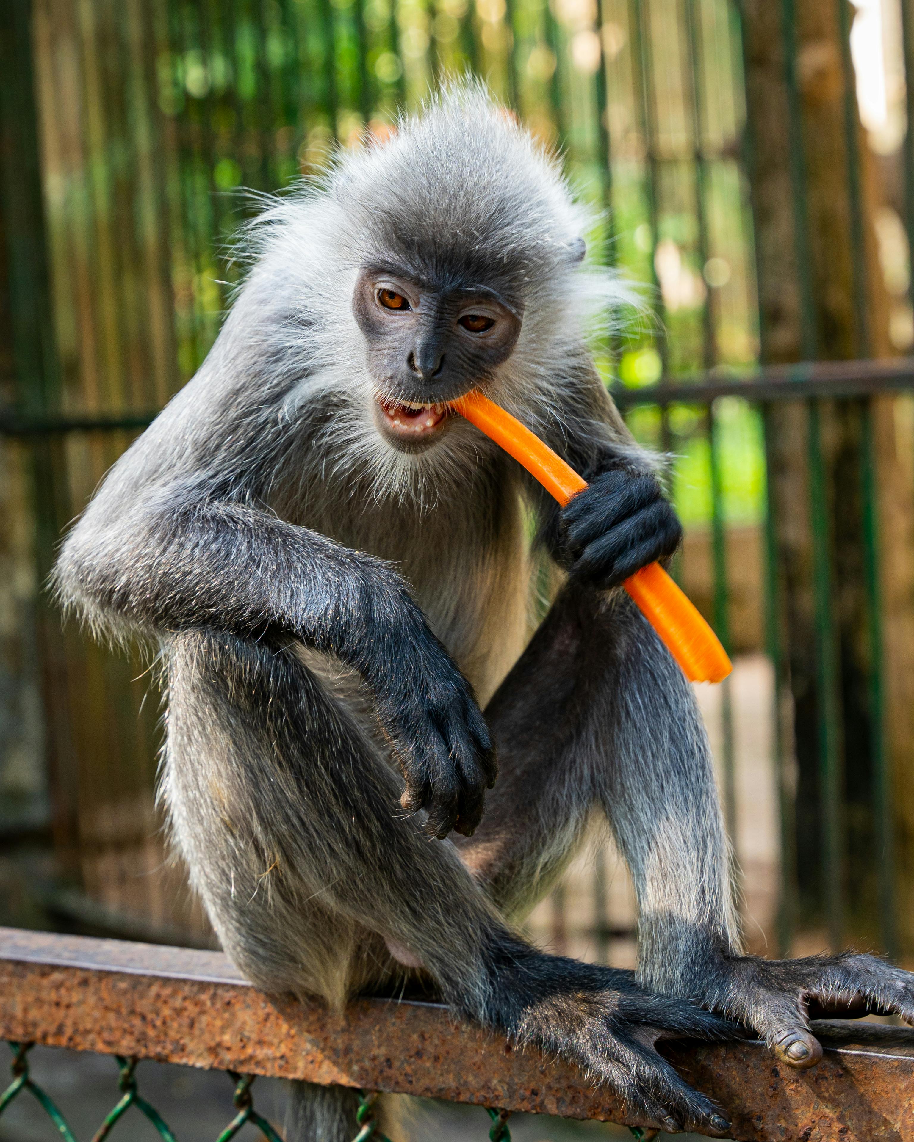 Brown Monkey on Brown Rope Eating · Free Stock Photo
