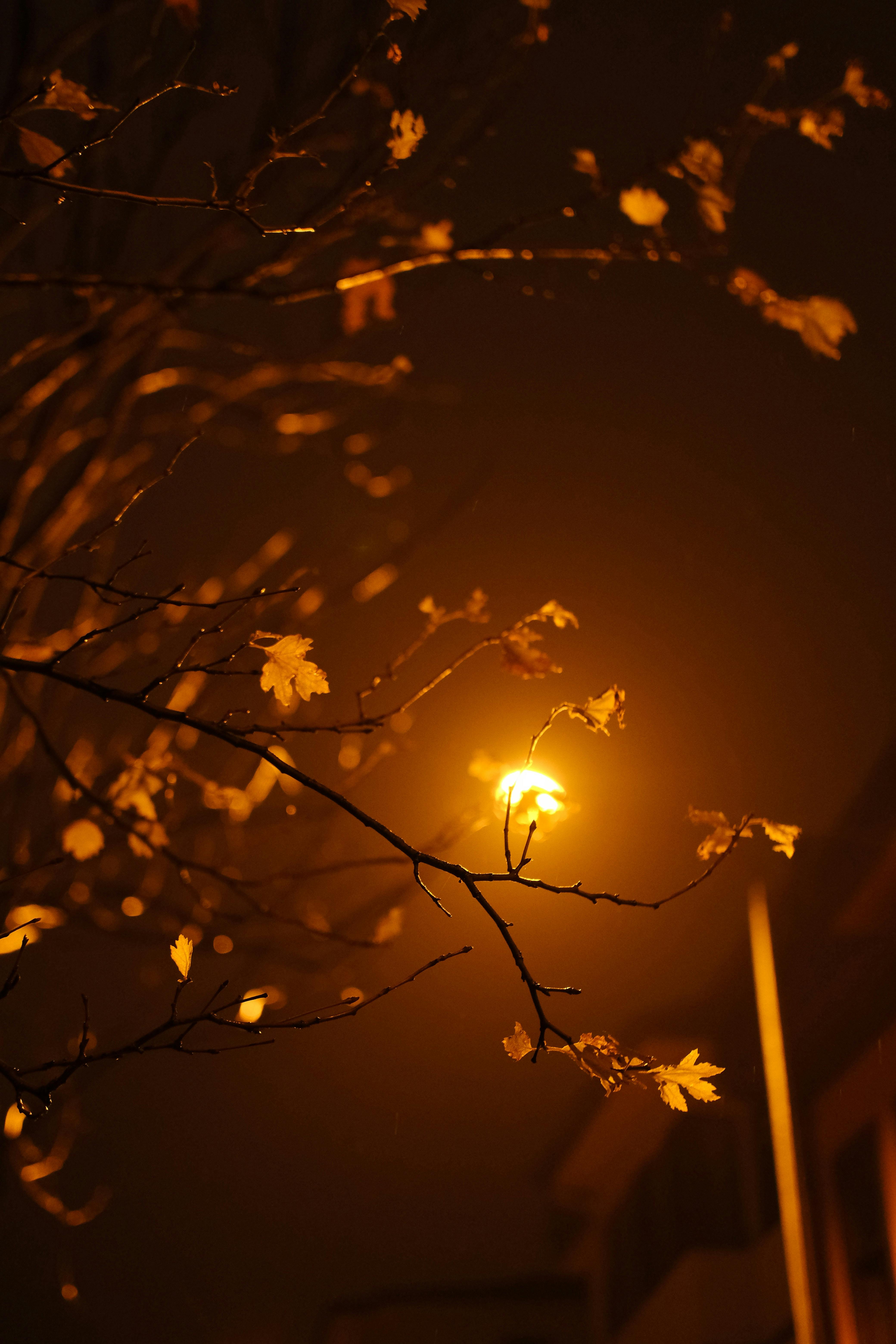 Tree Branches with Autumnal Leaves under a Streetlight in City at Night ...