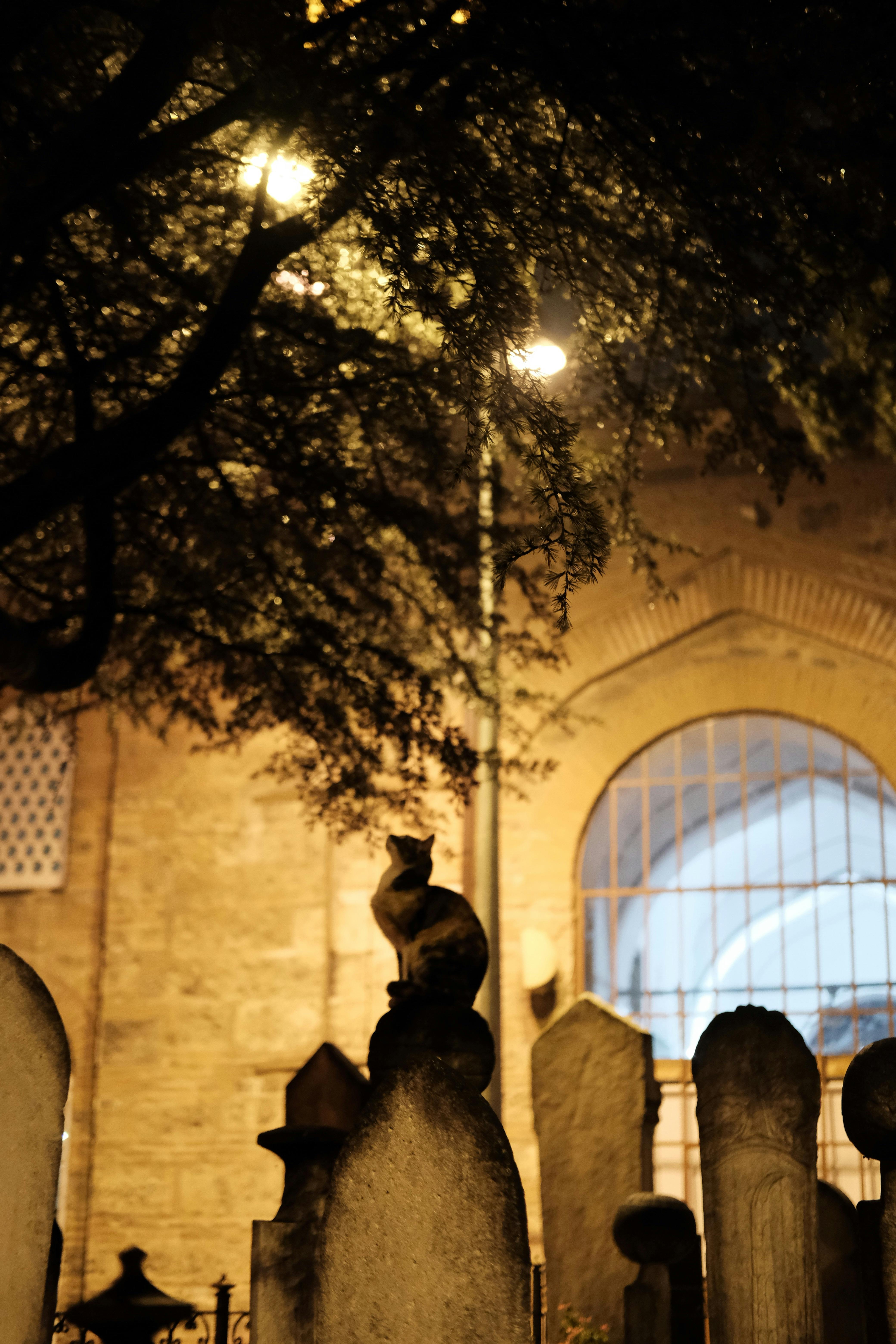 Cemetery At Night Photos, Download The BEST Free Cemetery At Night ...