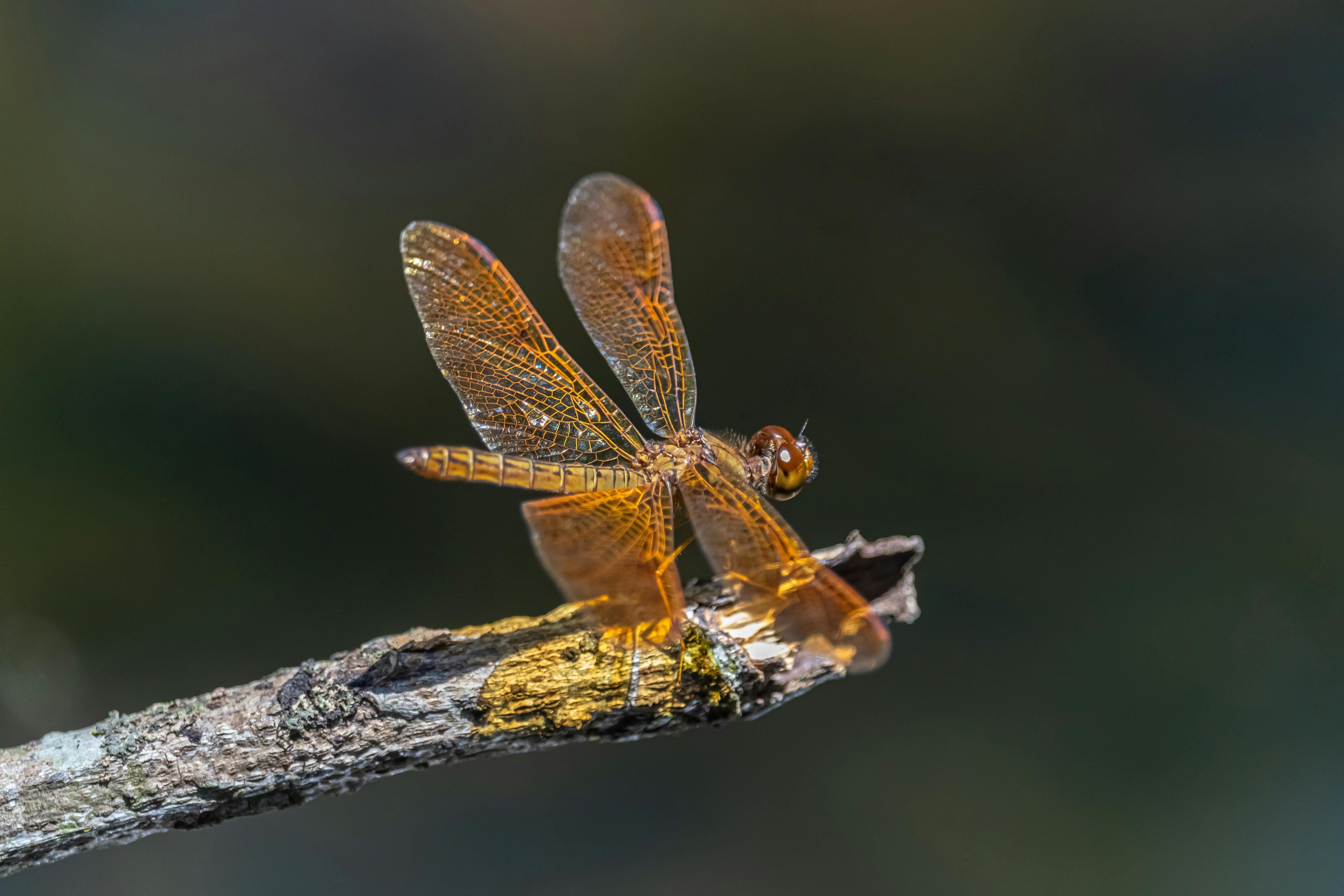 Twig Photos, Download The BEST Free Twig Stock Photos & HD Images