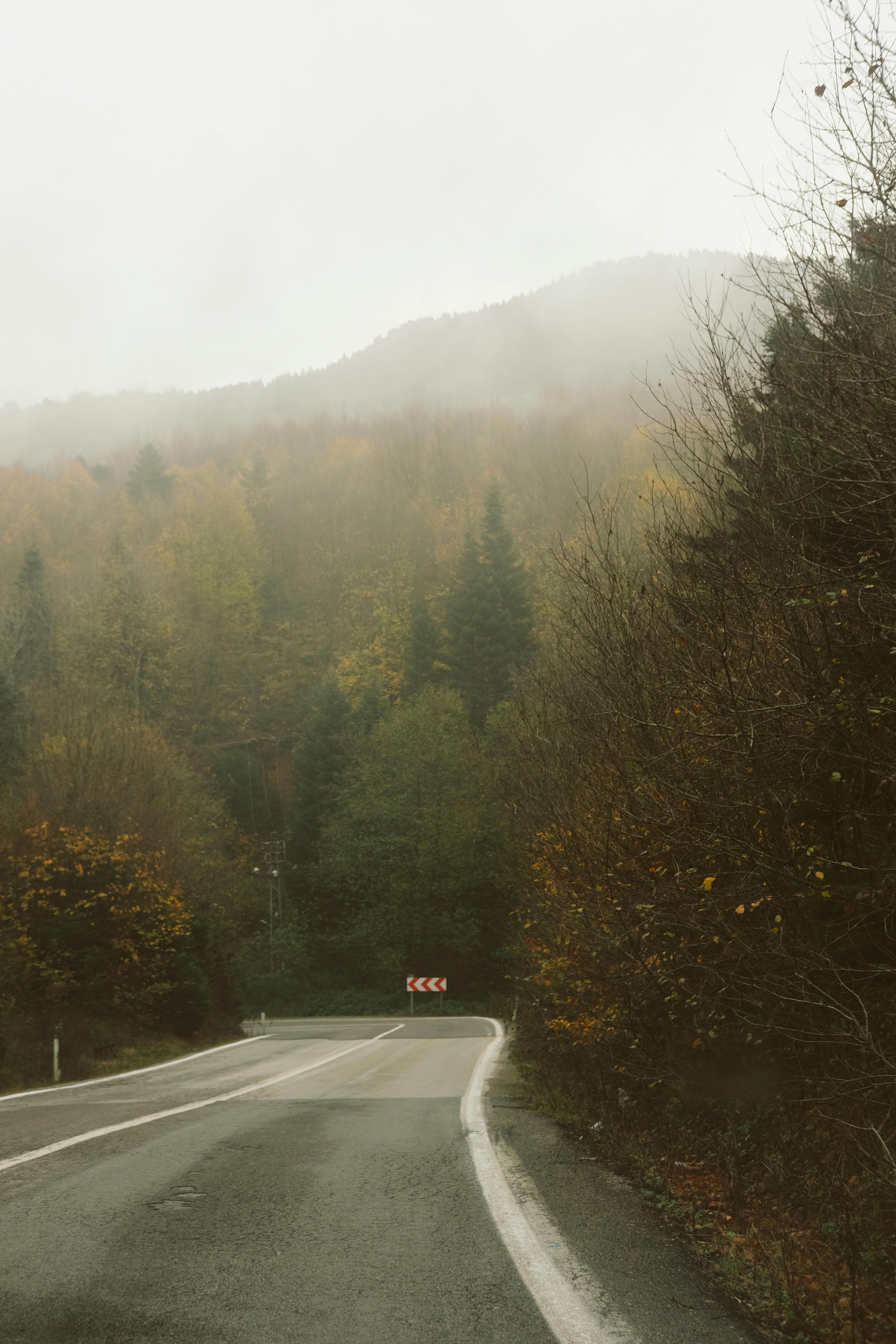Road Forest Photos, Download The BEST Free Road Forest Stock Photos ...