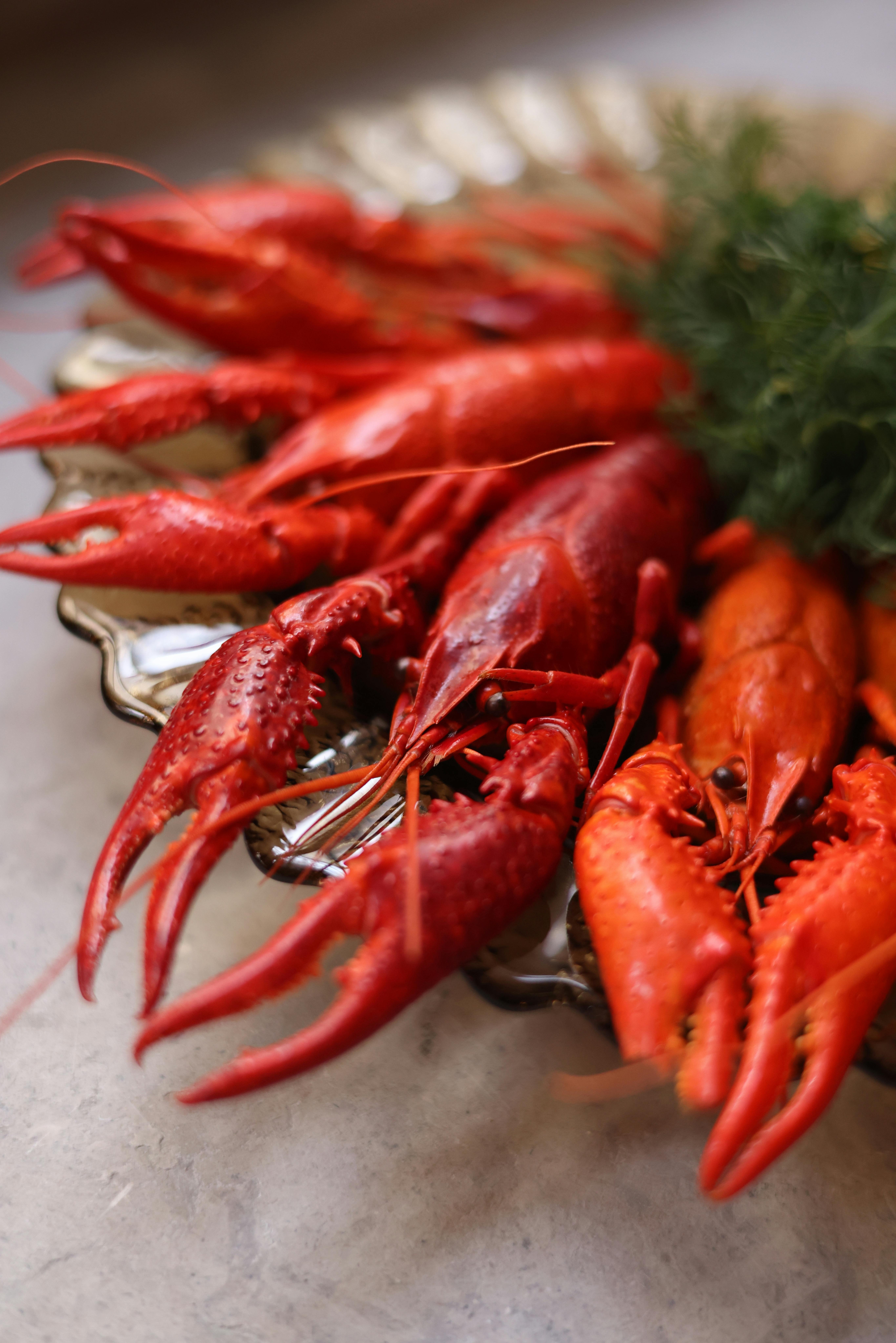 Bucket of Gray Crabs · Free Stock Photo
