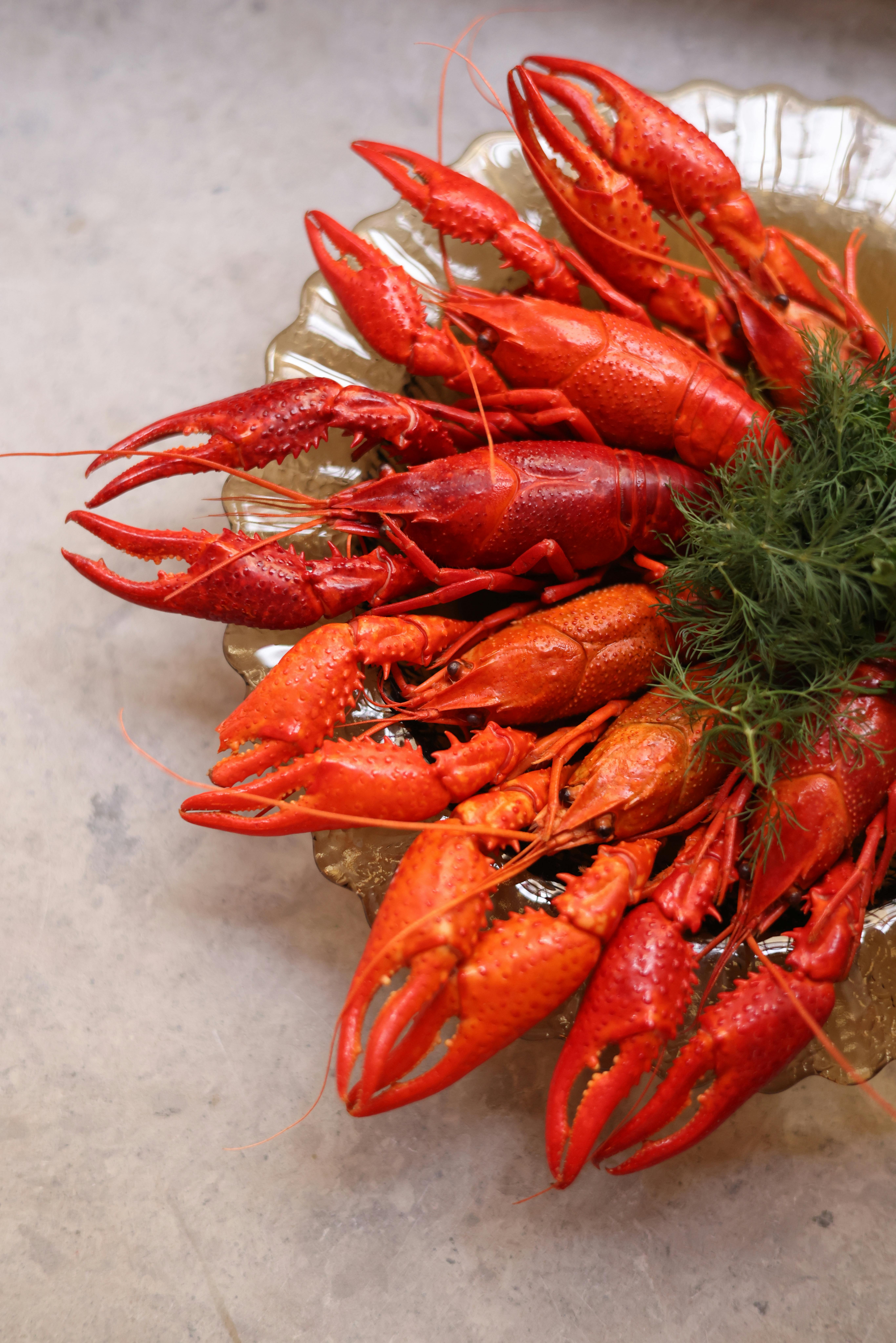Berried Crayfish Photos, Download The BEST Free Berried Crayfish Stock ...