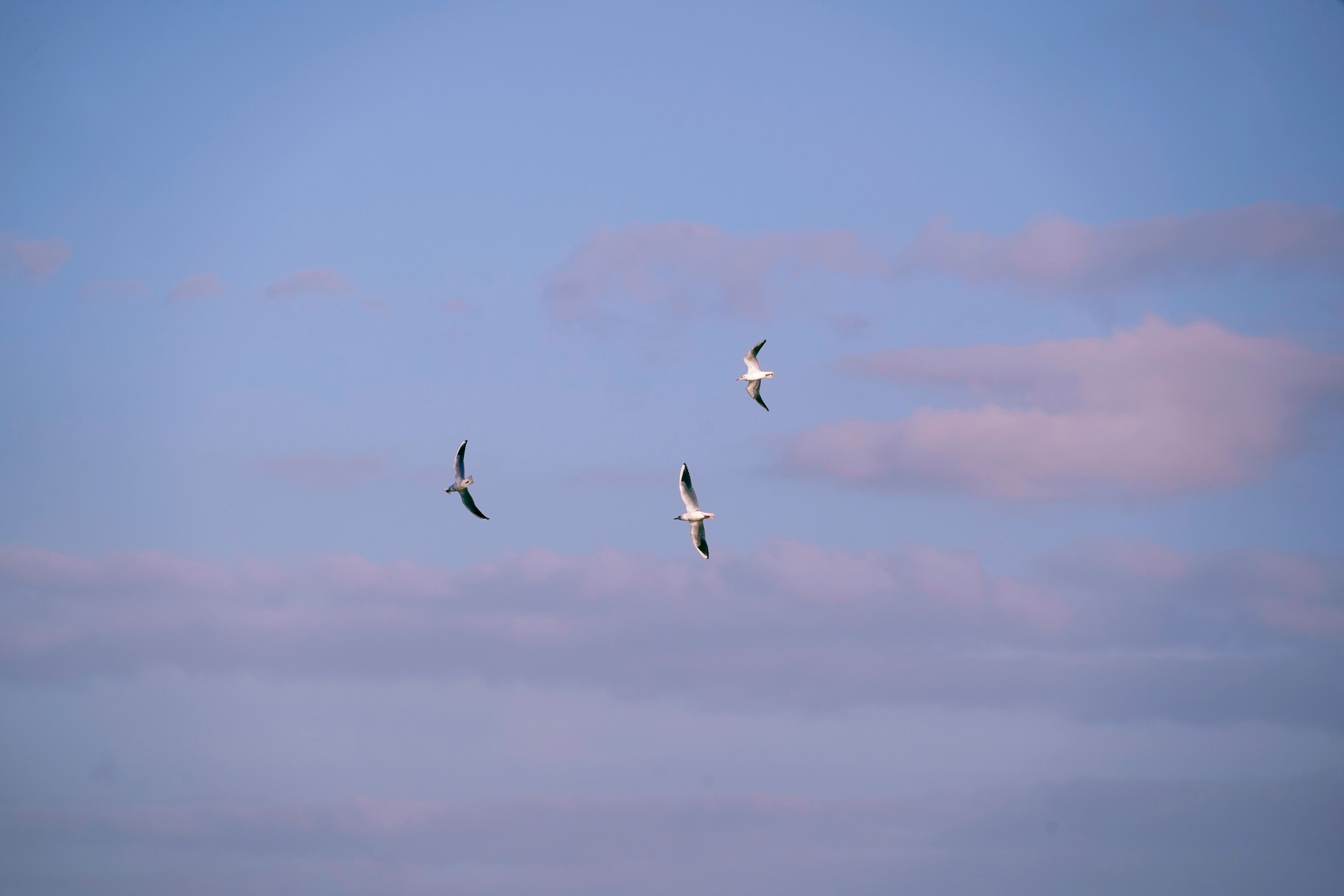 Foto de stock gratuita sobre al aire libre, altísimo, aves, aves ...