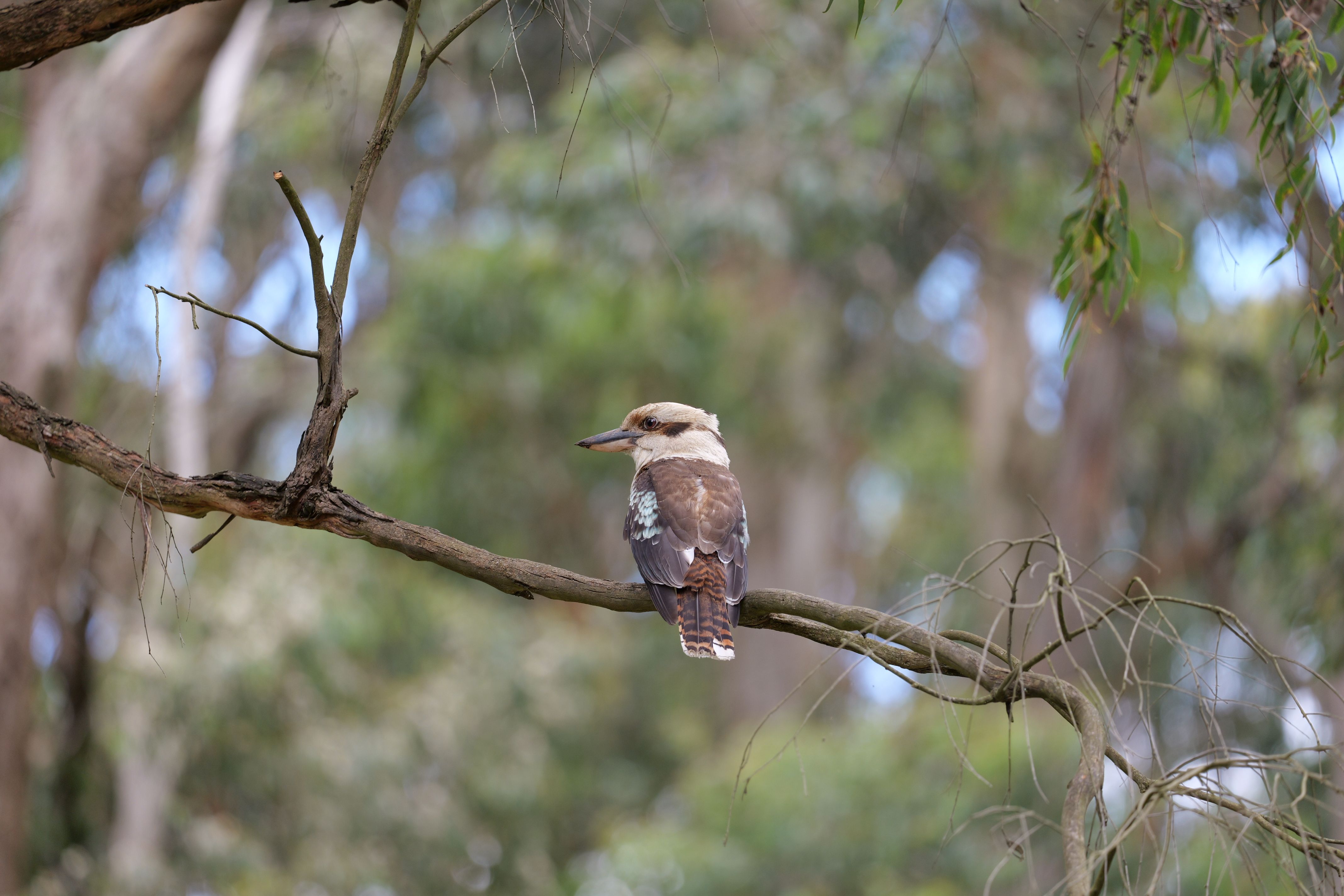 Close-up of a Laughing Kookaburra Sitting on a Tree Branch · Free Stock ...