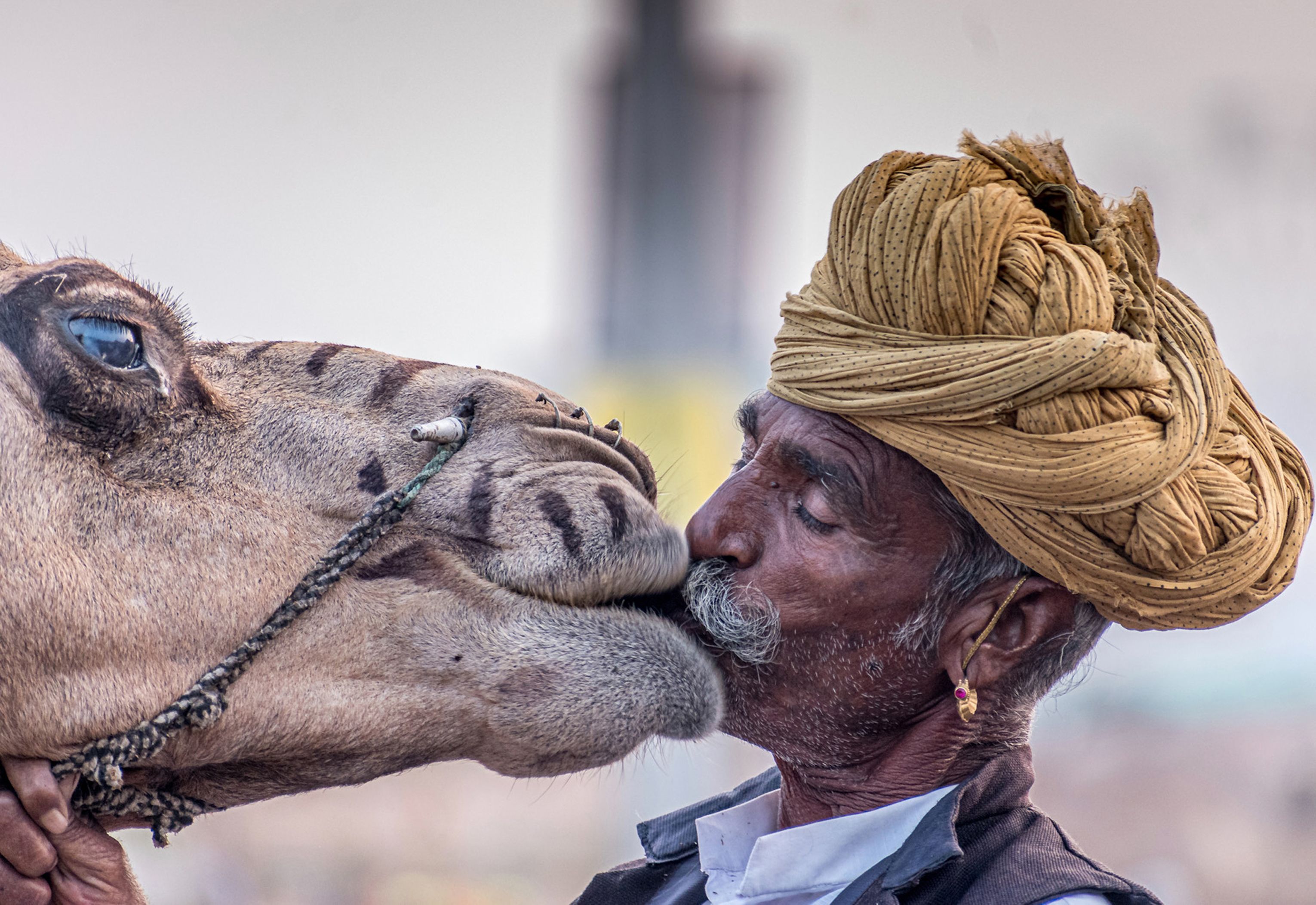 Man in Turban Kissing Camel · Free Stock Photo