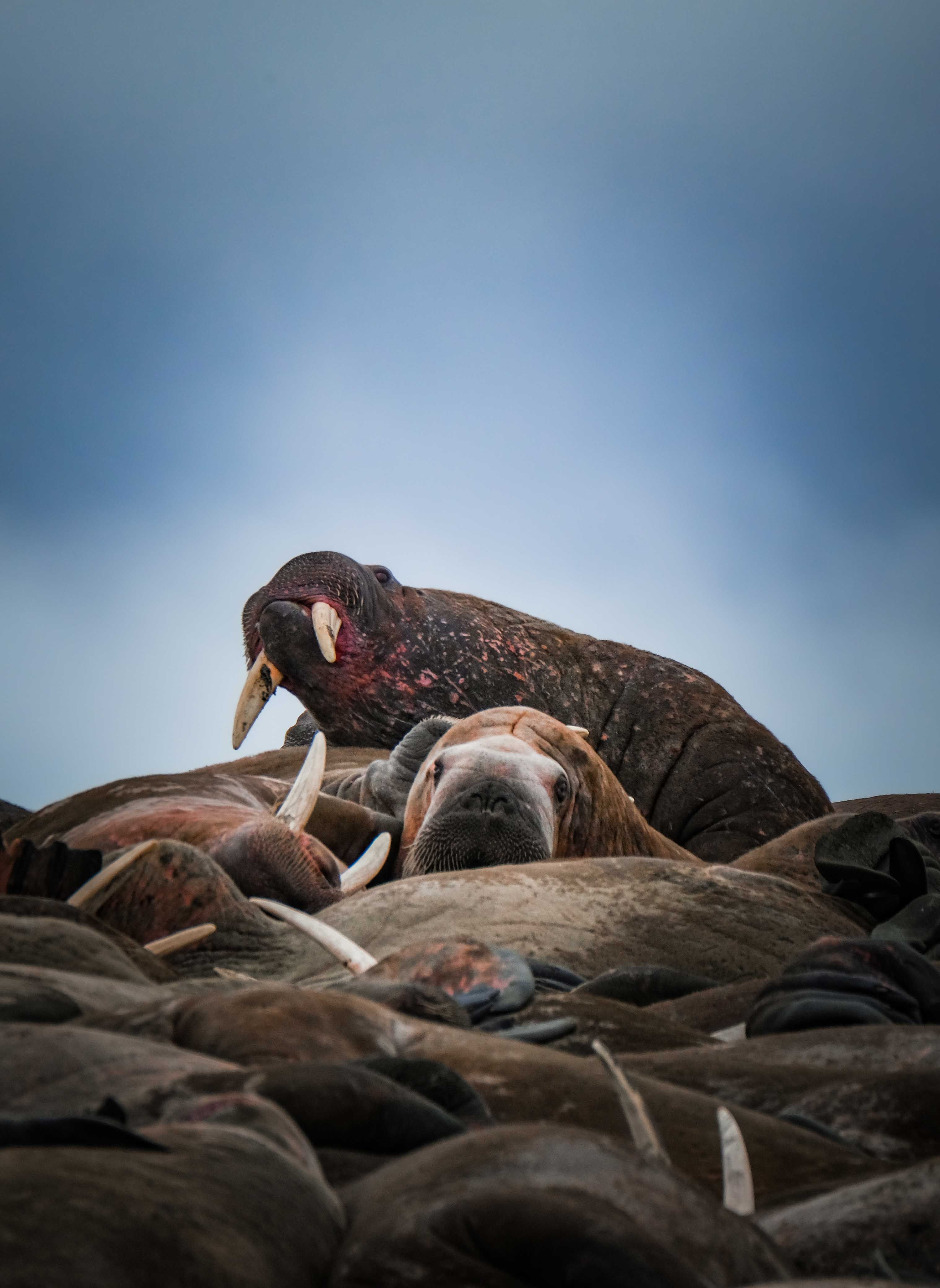 Photo of an Herd of Walruses · Free Stock Photo