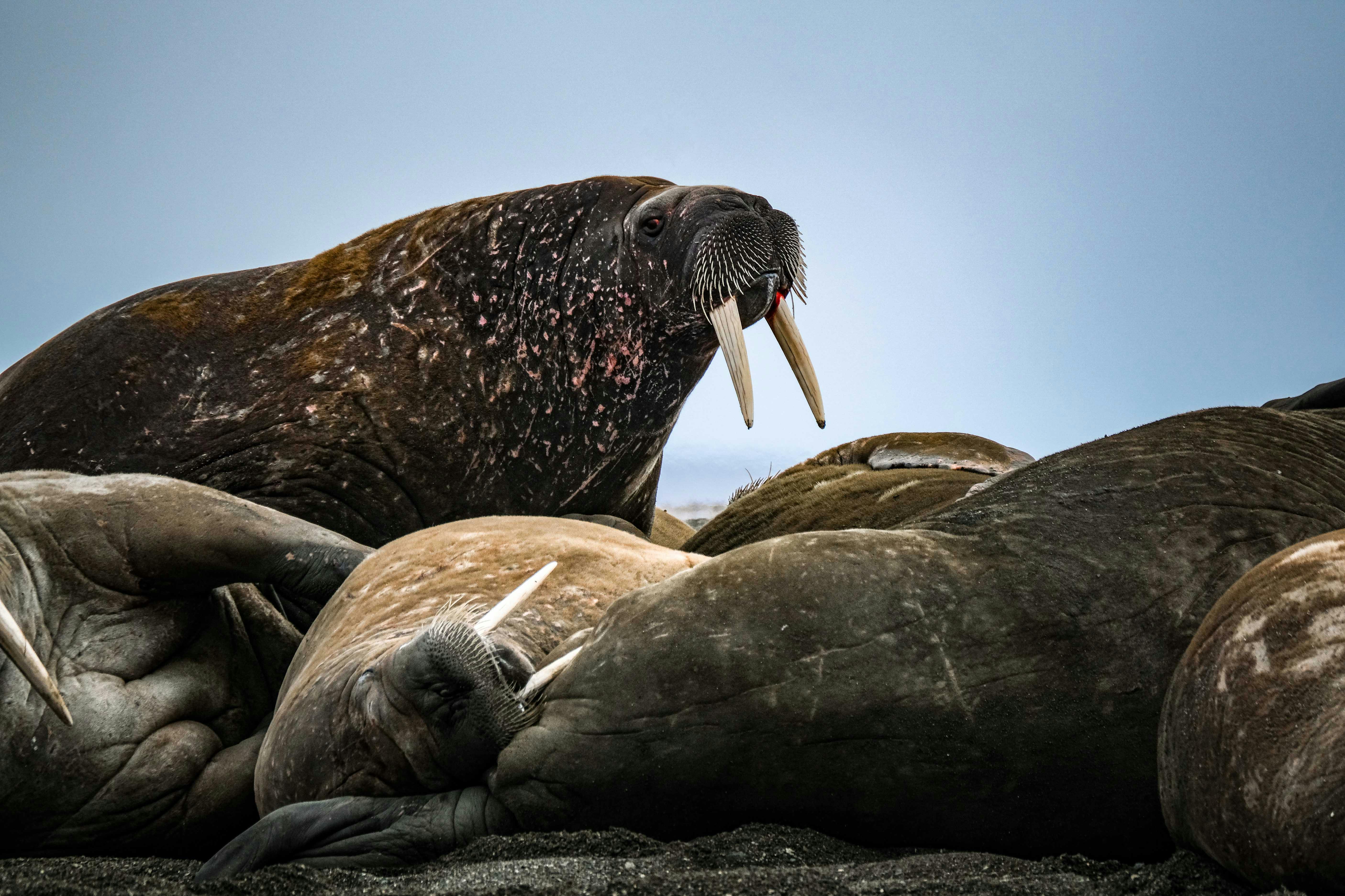 Walruses Lying on Beach · Free Stock Photo