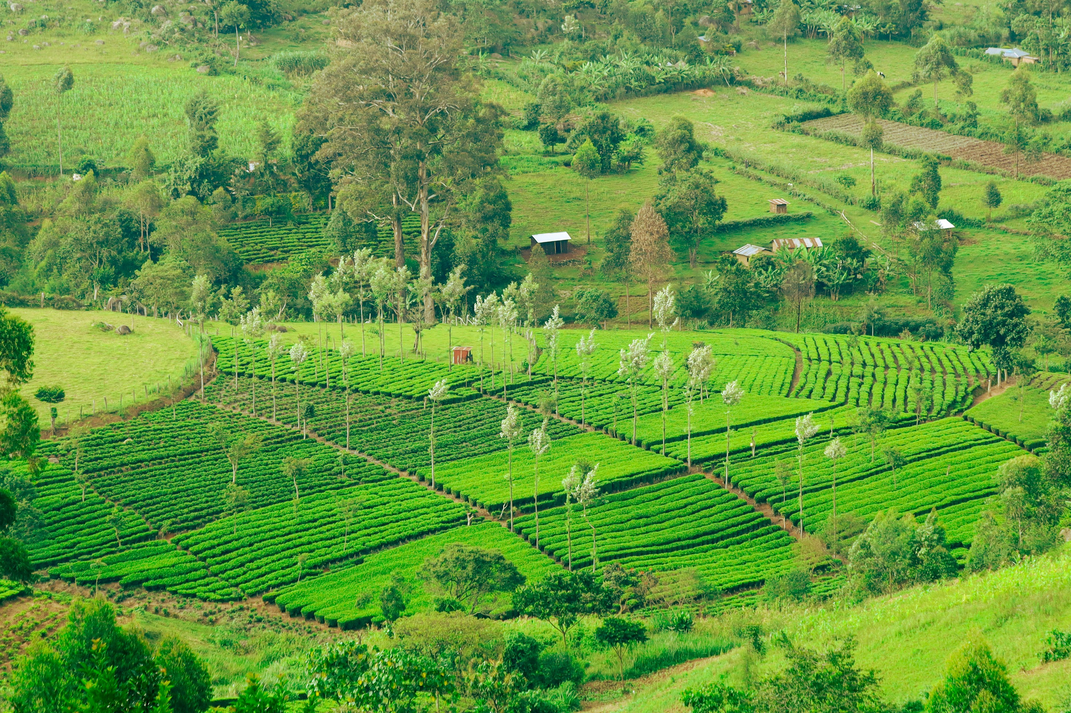 Korea Agriculture Photos, Download The BEST Free Korea Agriculture ...