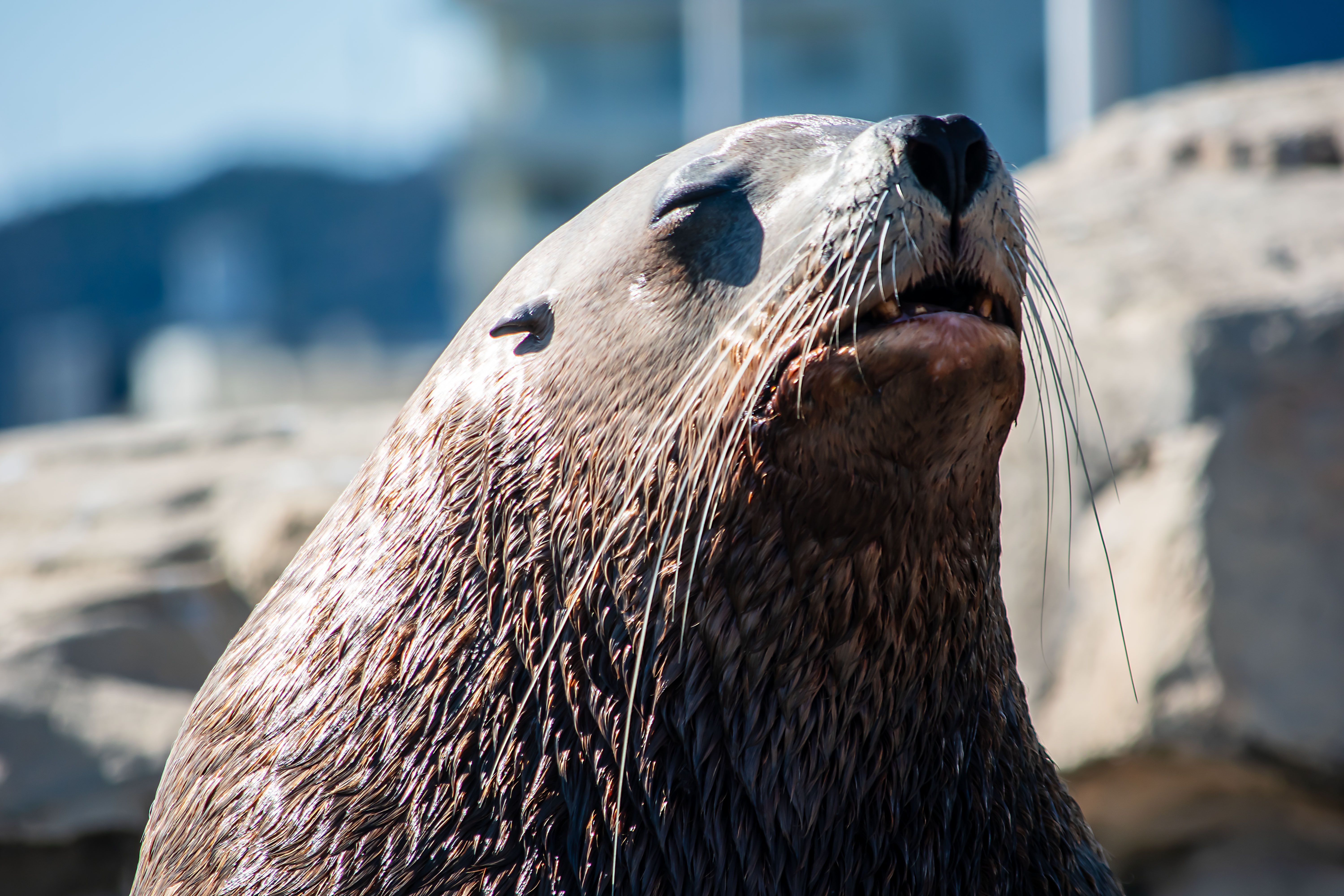 Happy Sea Lion Photos, Download The BEST Free Happy Sea Lion Stock ...