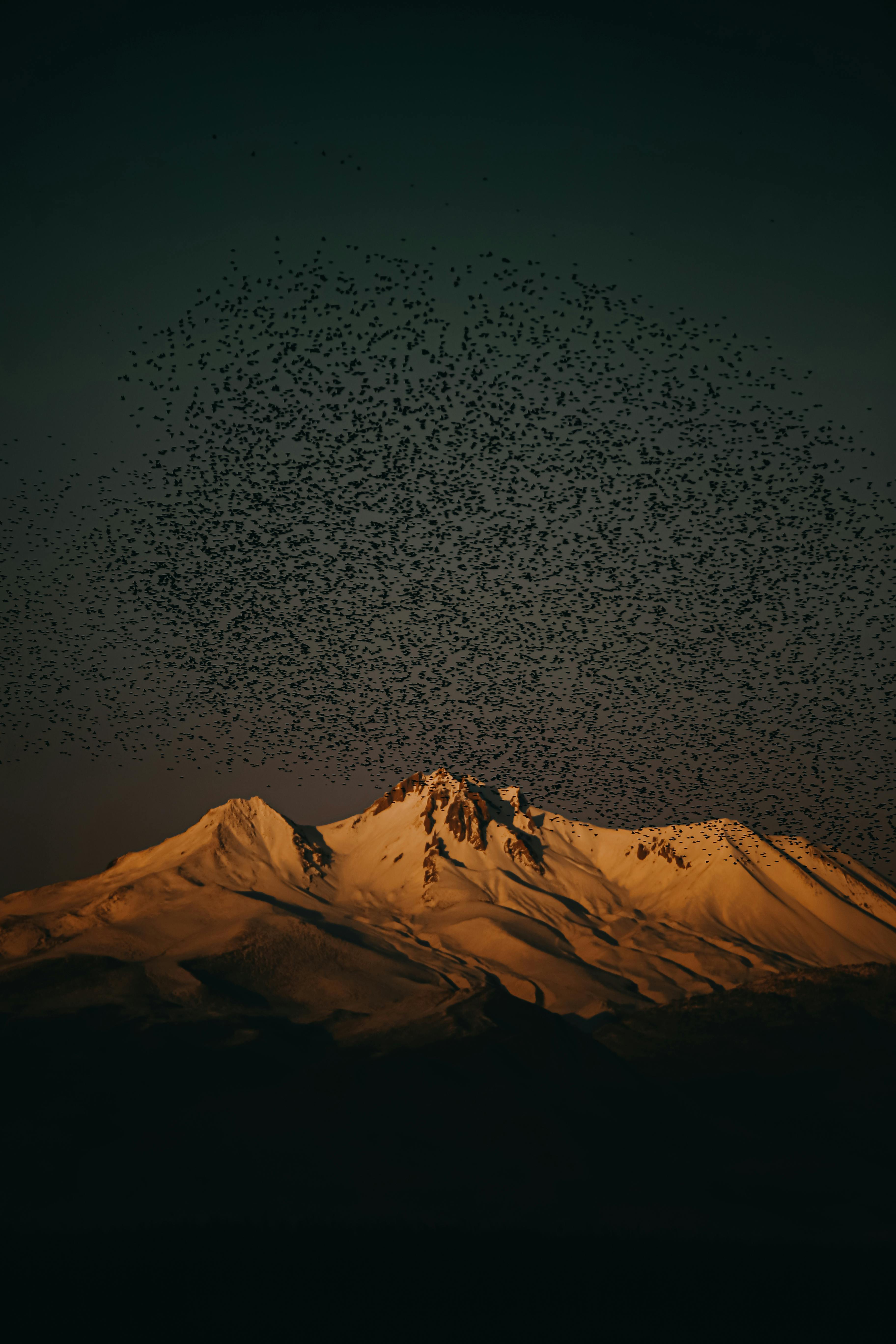 Murmuration Photos, Download The BEST Free Murmuration Stock Photos ...