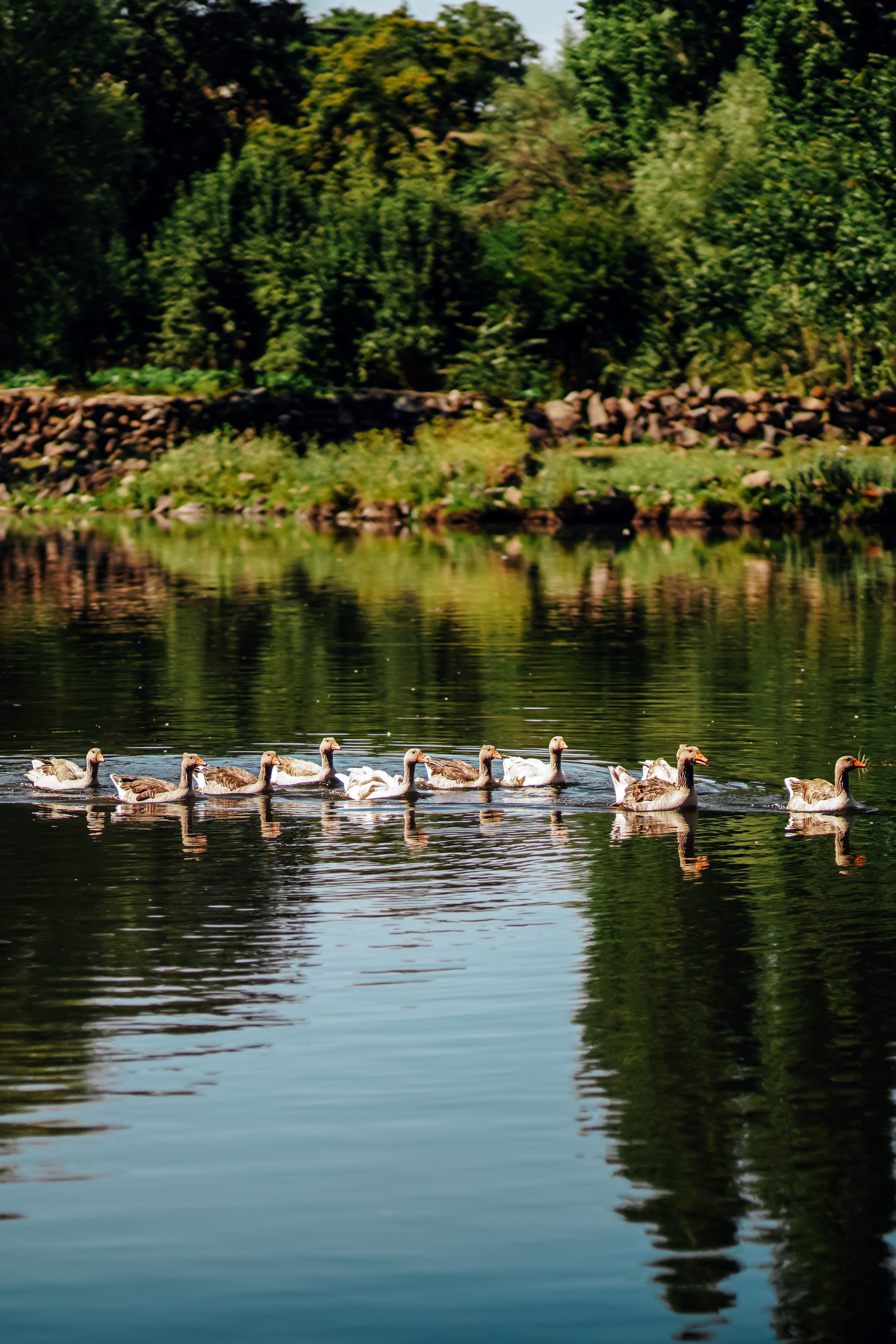 Ducks Swimming in Lake in Summer Park · Free Stock Photo