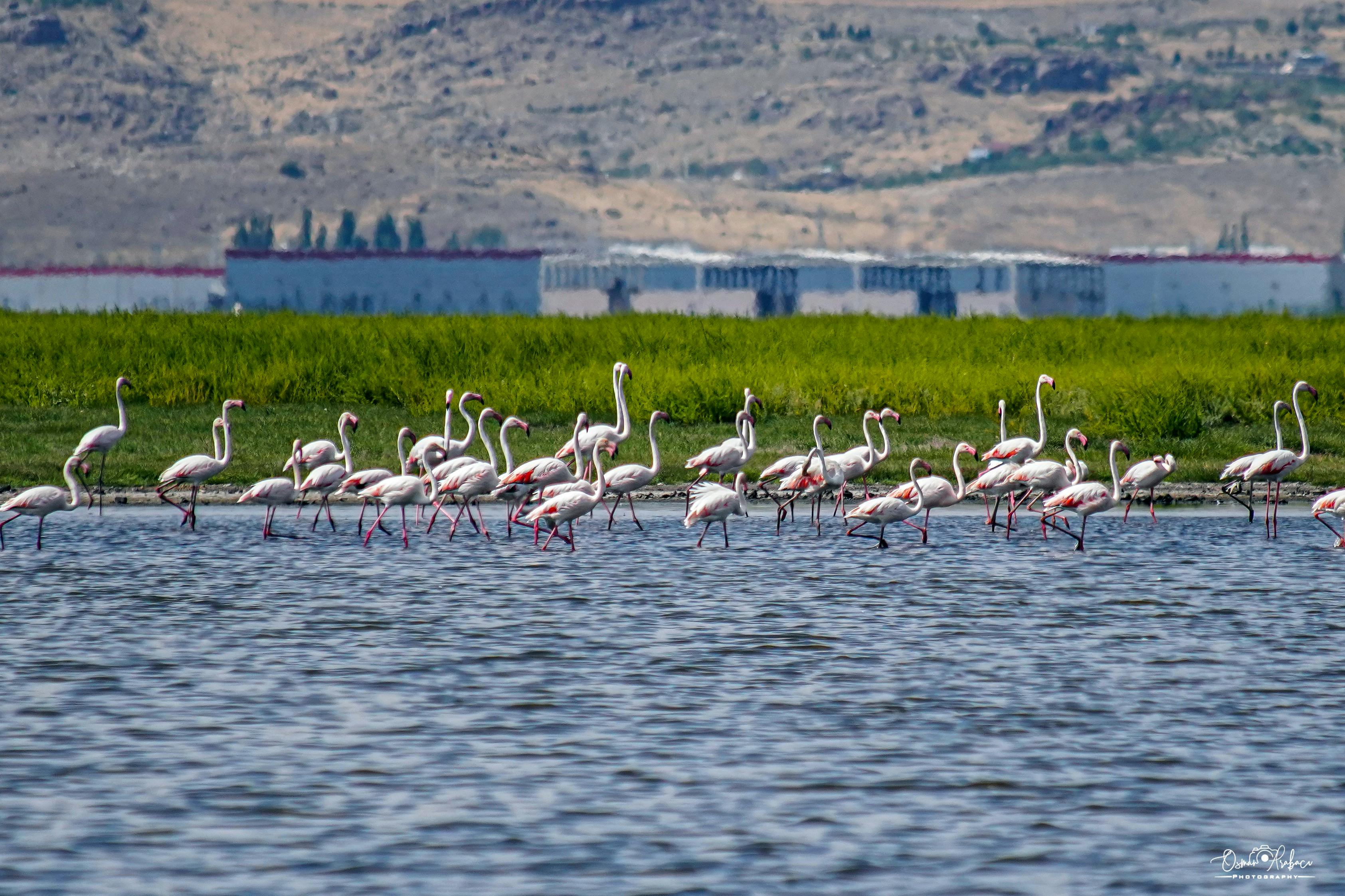 Flock Of Flamingo · Free Stock Photo
