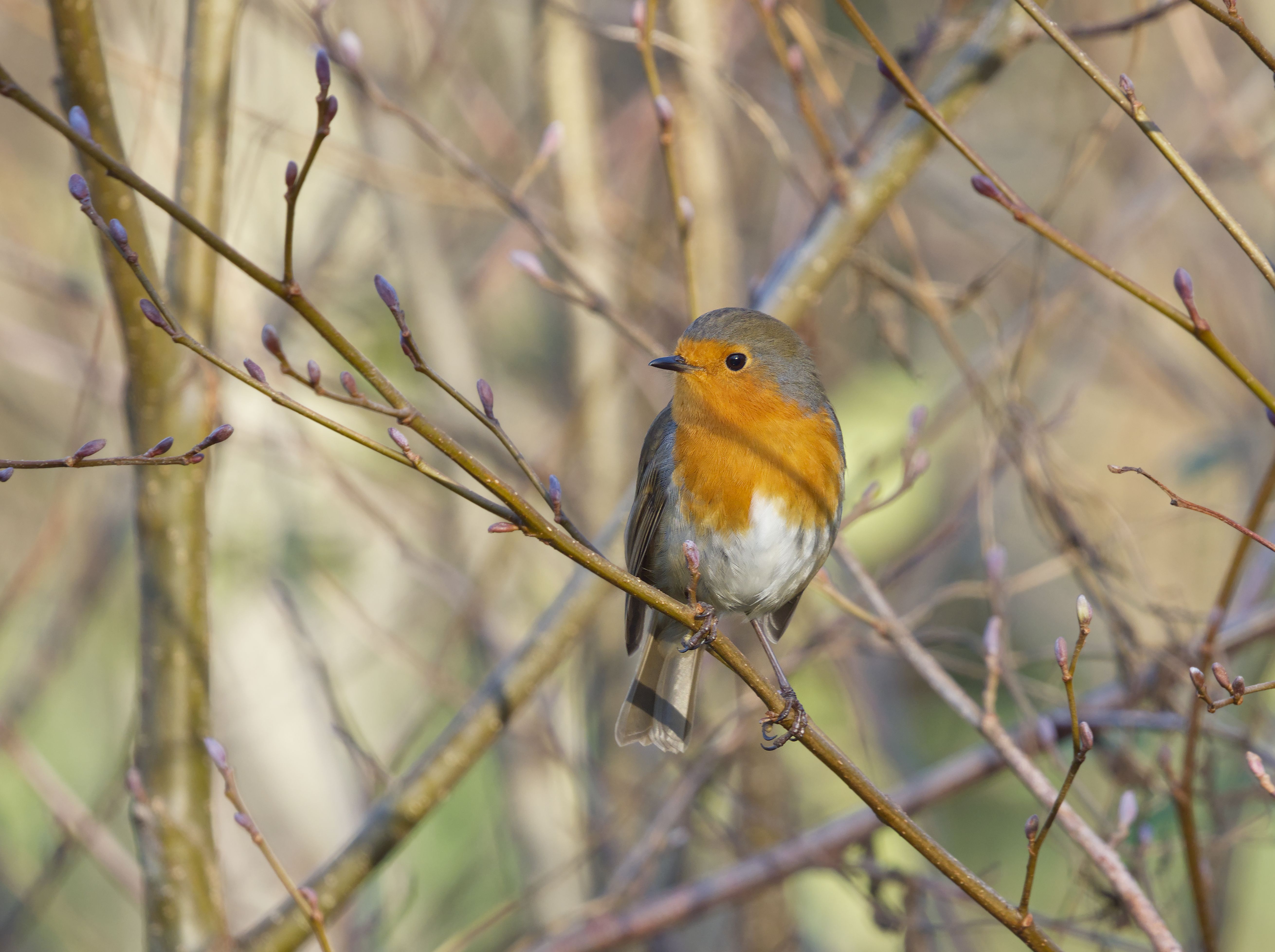 Red Robin Bird In Winter Photos, Download The BEST Free Red Robin Bird ...