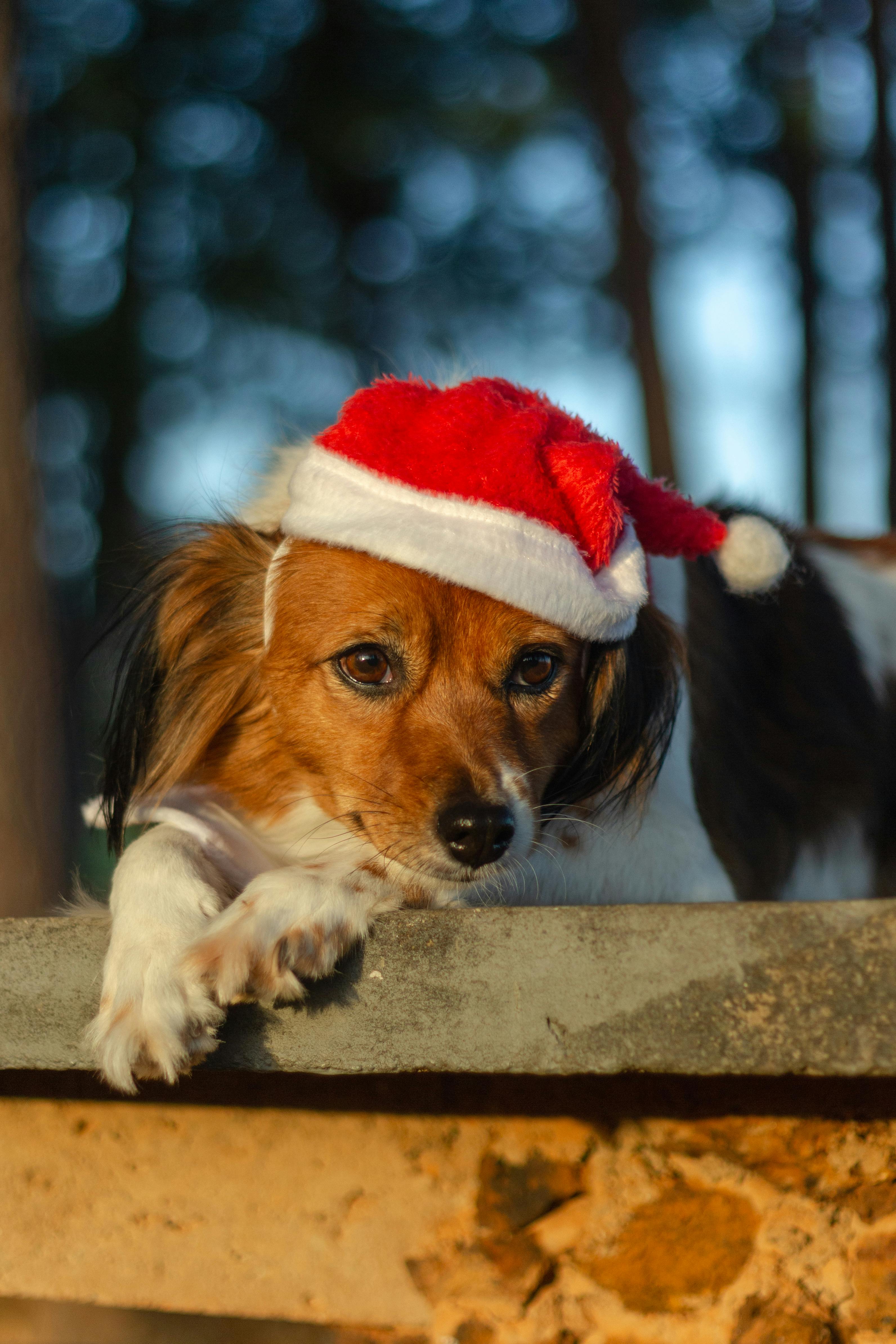 Photo gratuite de animal, animal de compagnie, arbre de noël, blanc ...