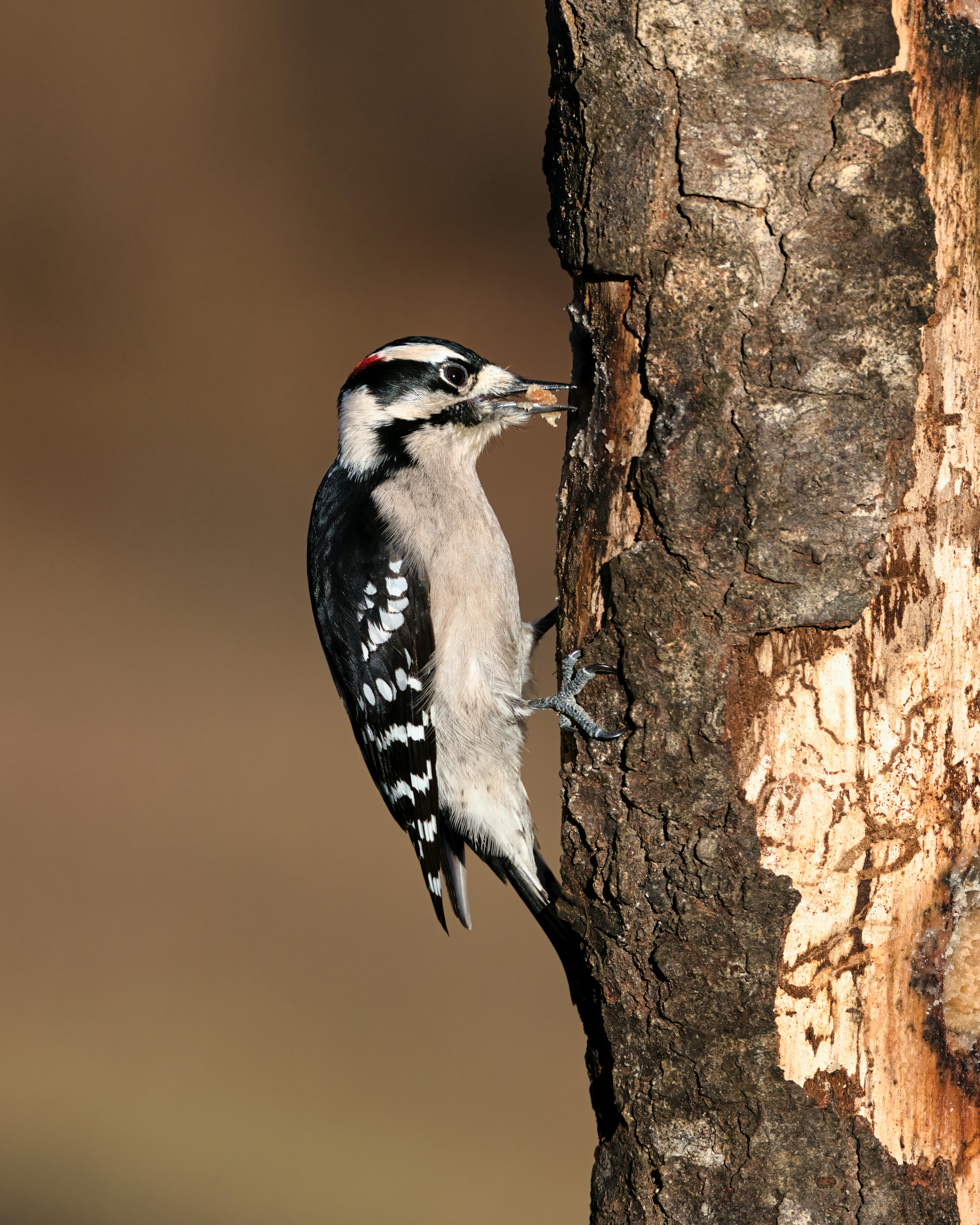 Close-up of a Downy Woodpecker Pecking the Tree · Free Stock Photo