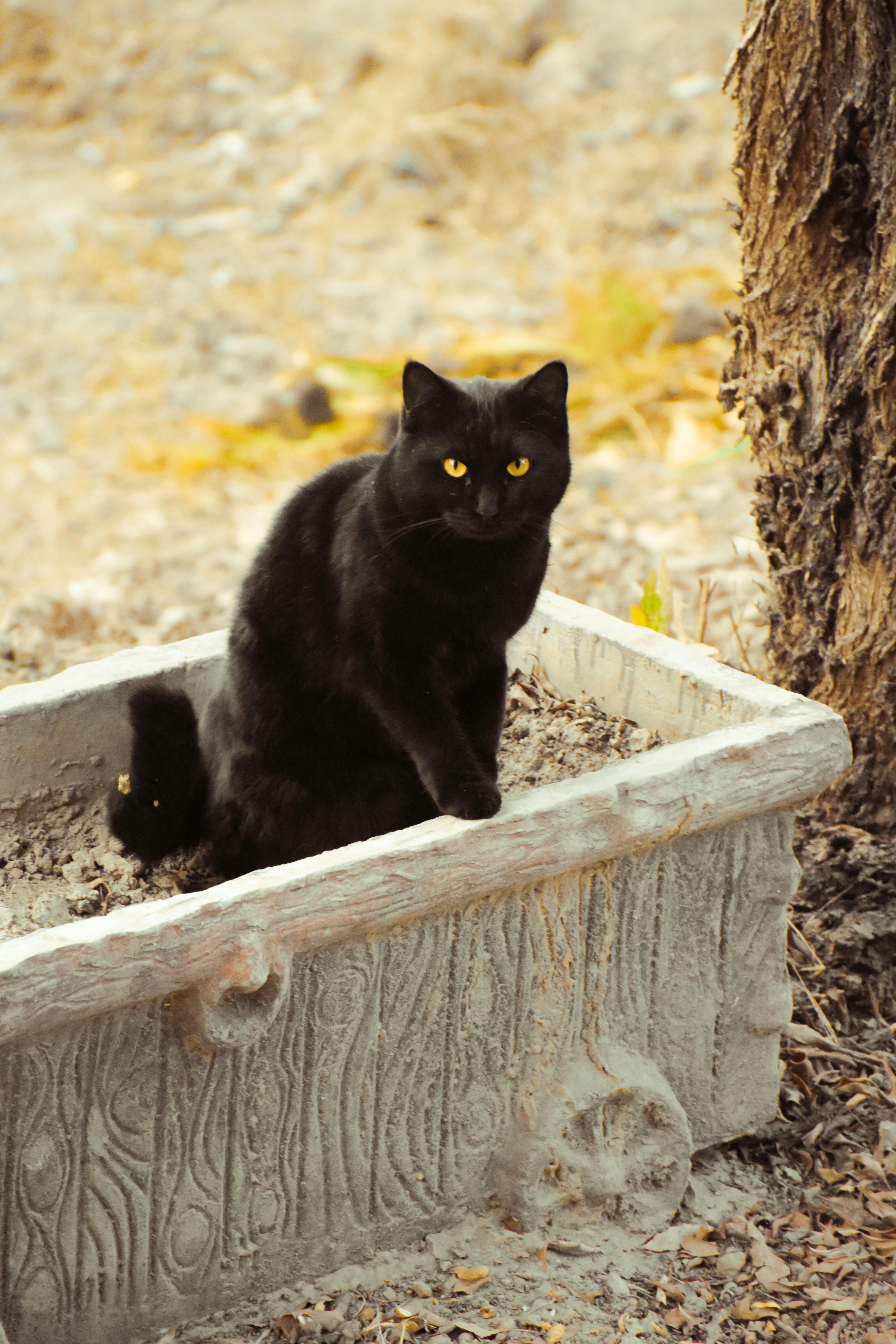 Black Cat in Box · Free Stock Photo