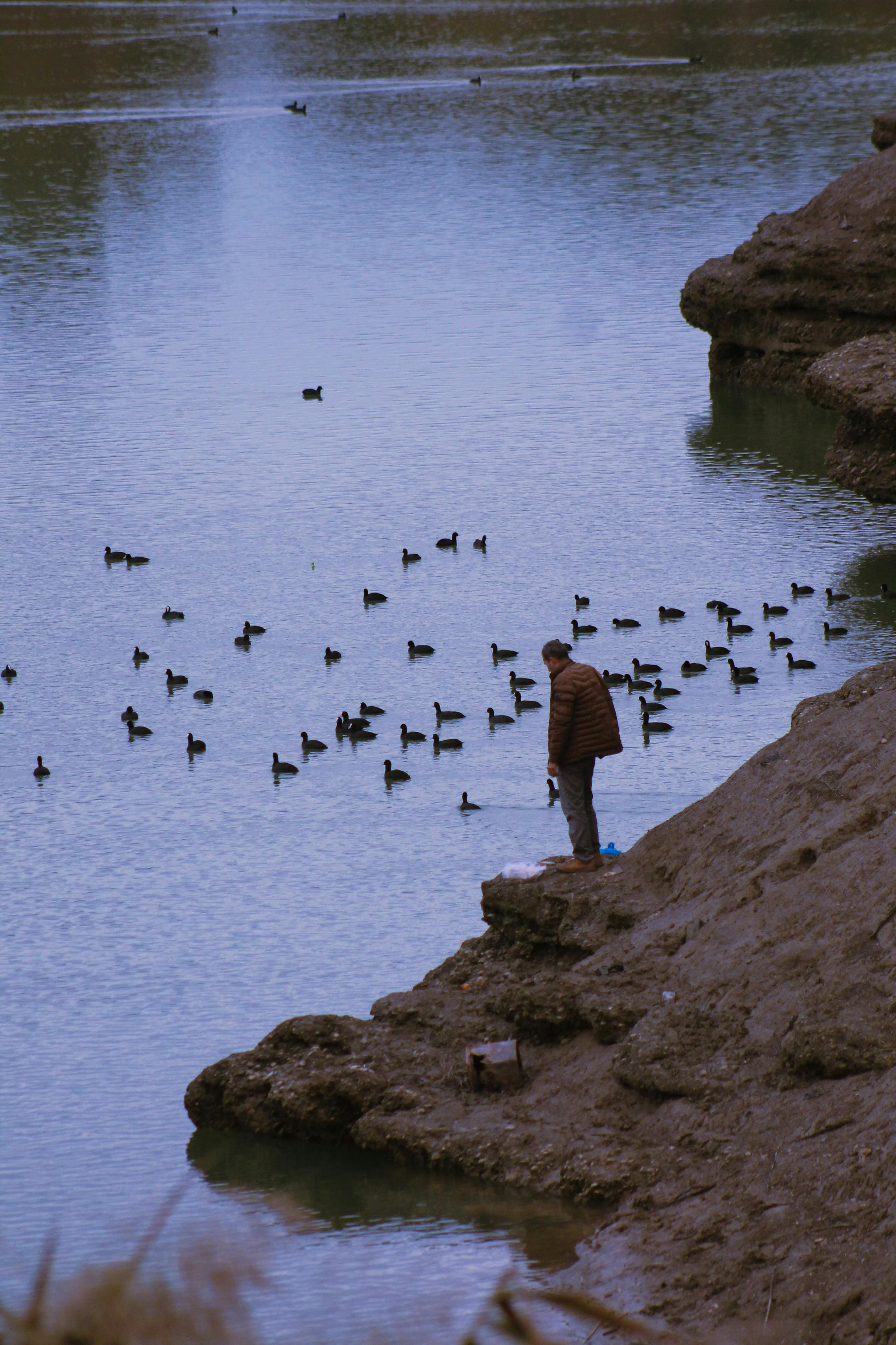 Man Standing by River with Ducks · Free Stock Photo