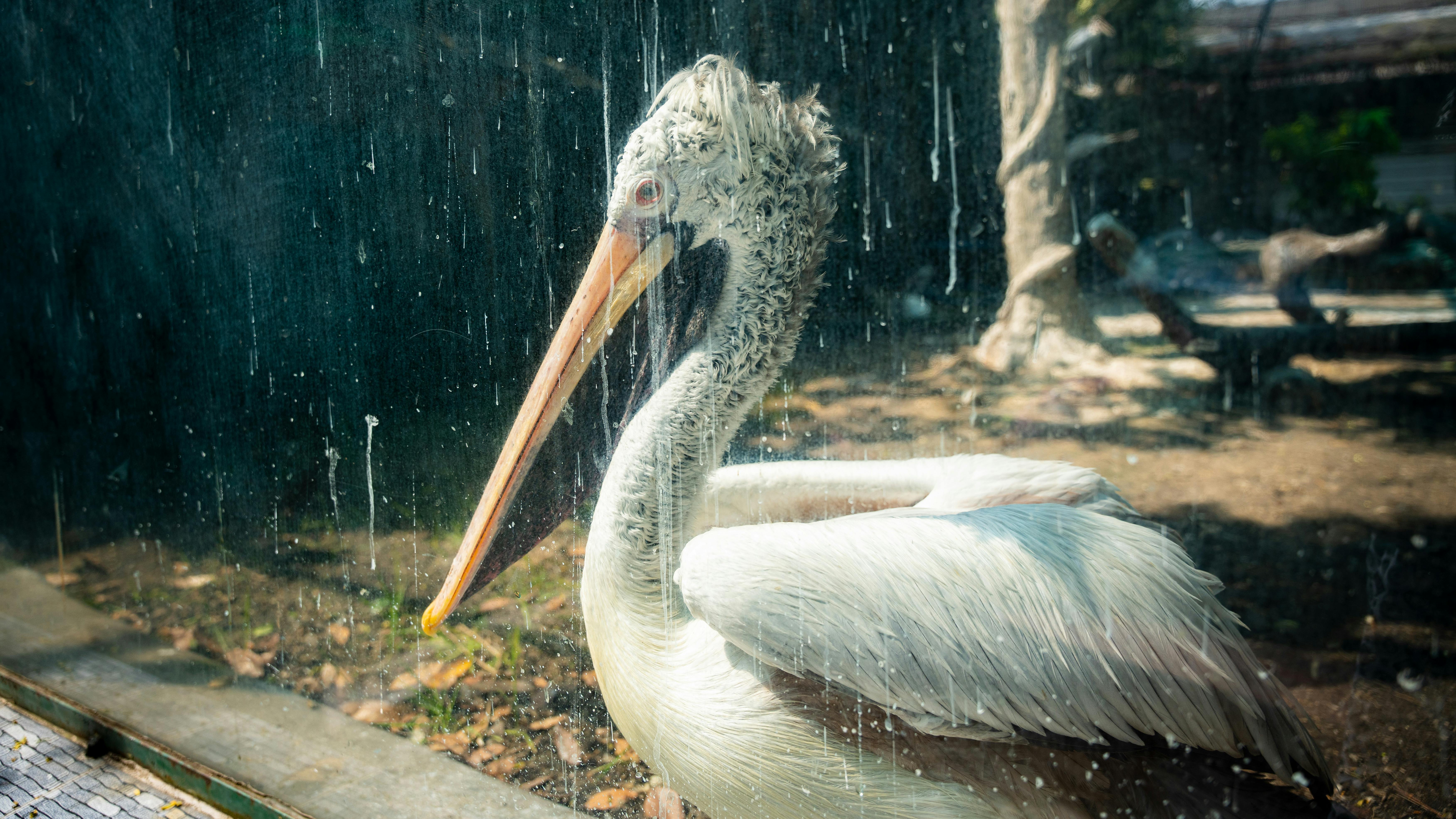 Pelican behind Window in Zoo · Free Stock Photo