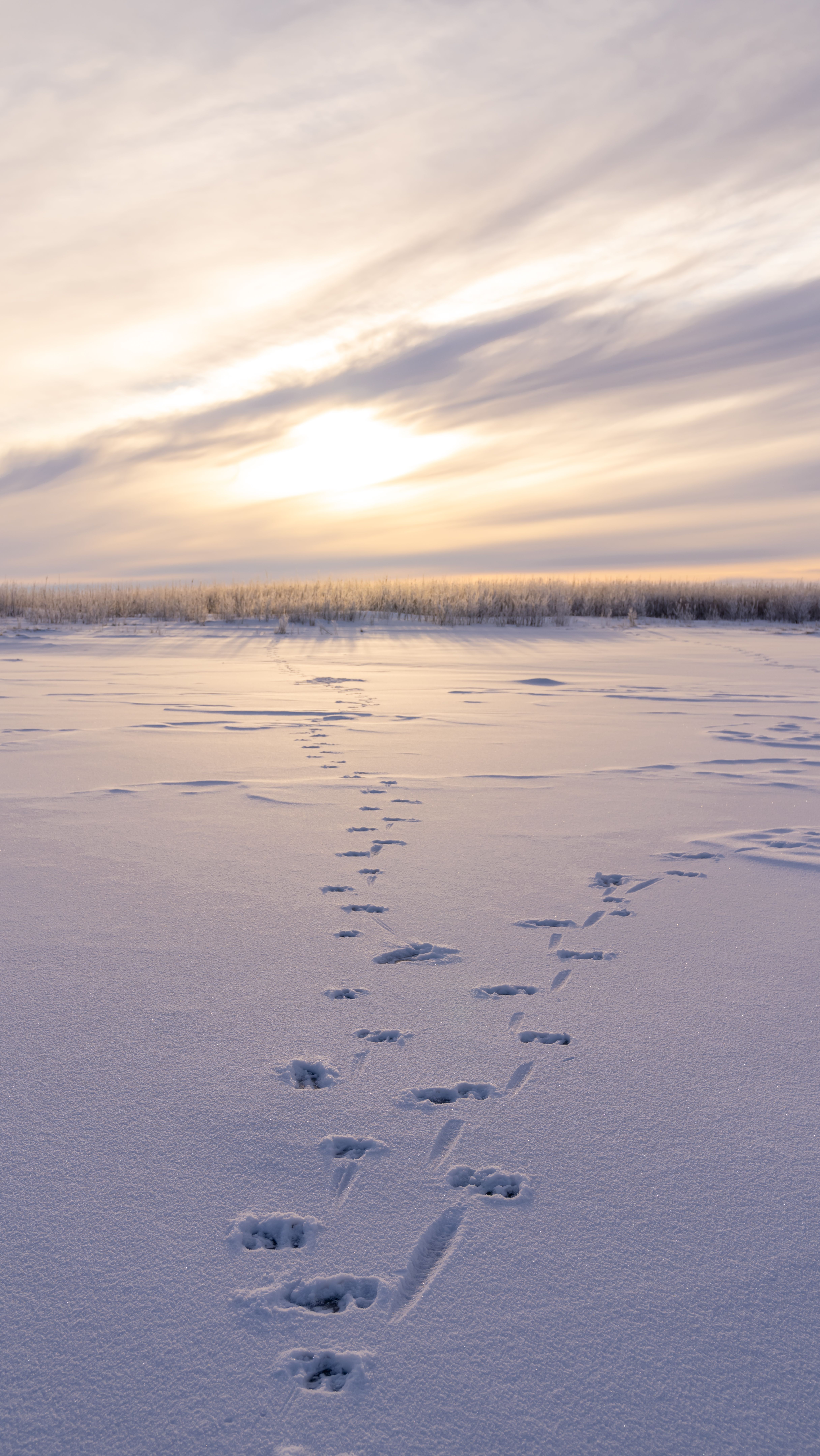 Footprints on Snow in Winter · Free Stock Photo