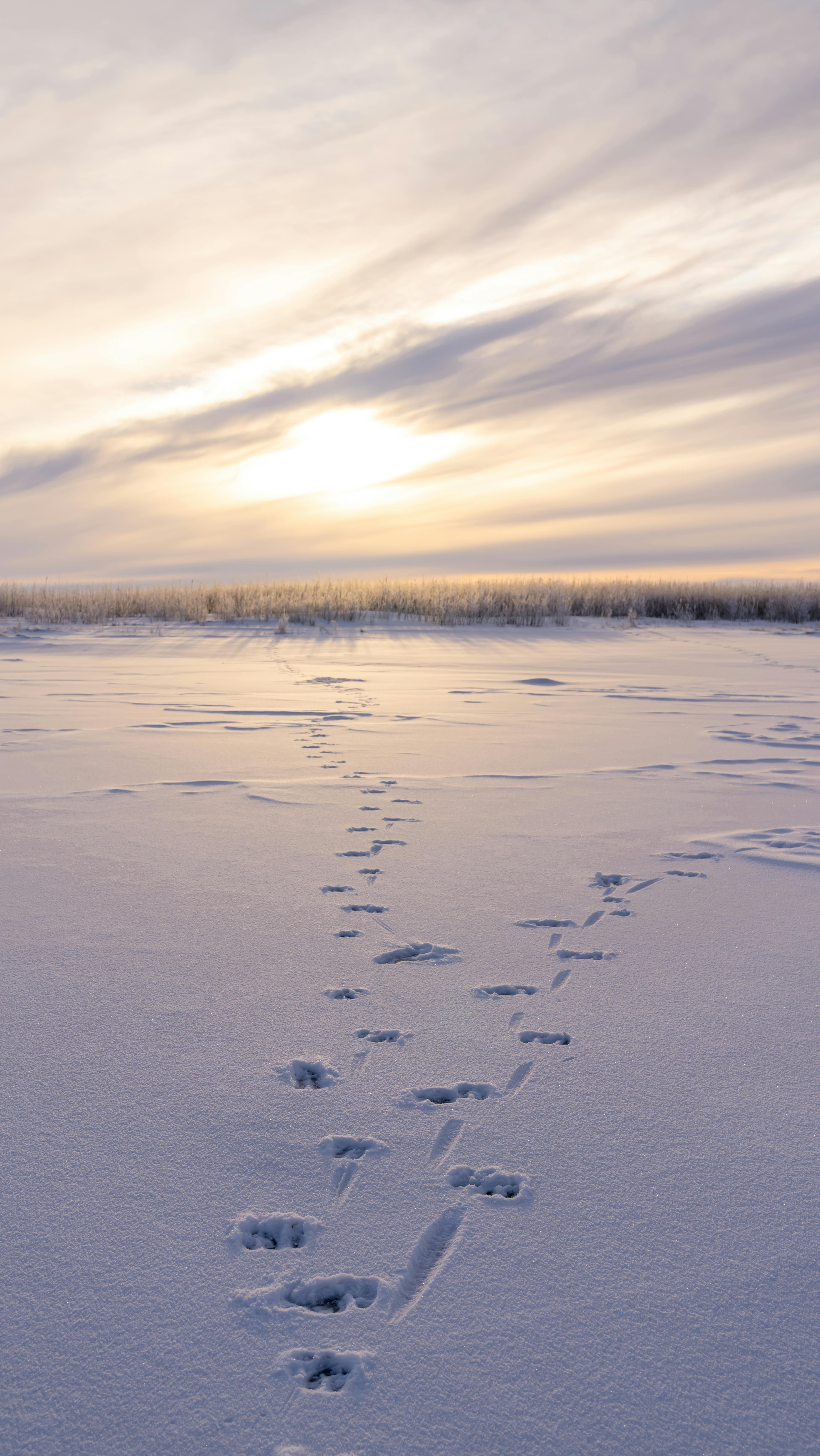 Legacy Footprints Photos, Download The BEST Free Legacy Footprints ...