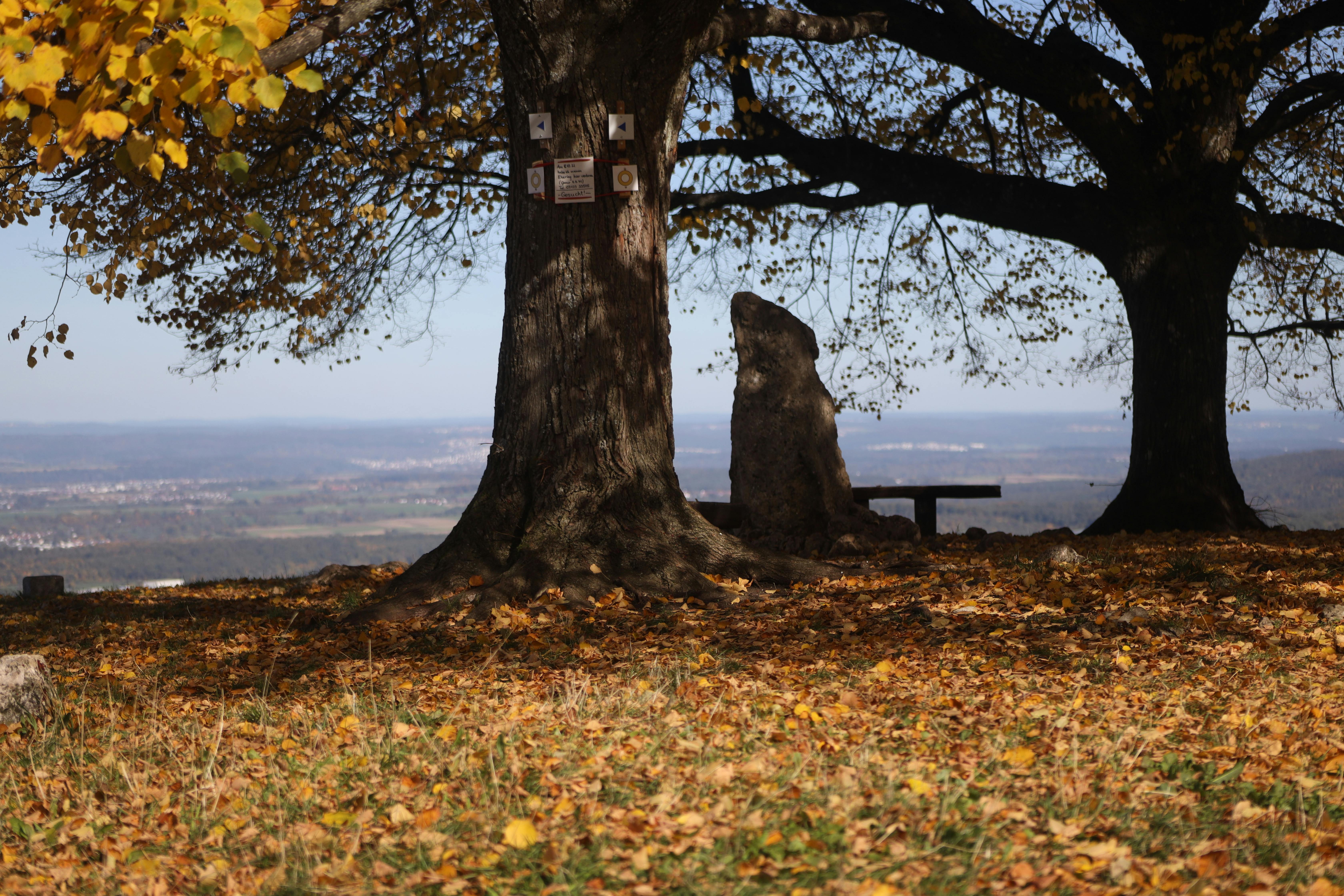 Trees Upper View Photos, Download The BEST Free Trees Upper View Stock ...