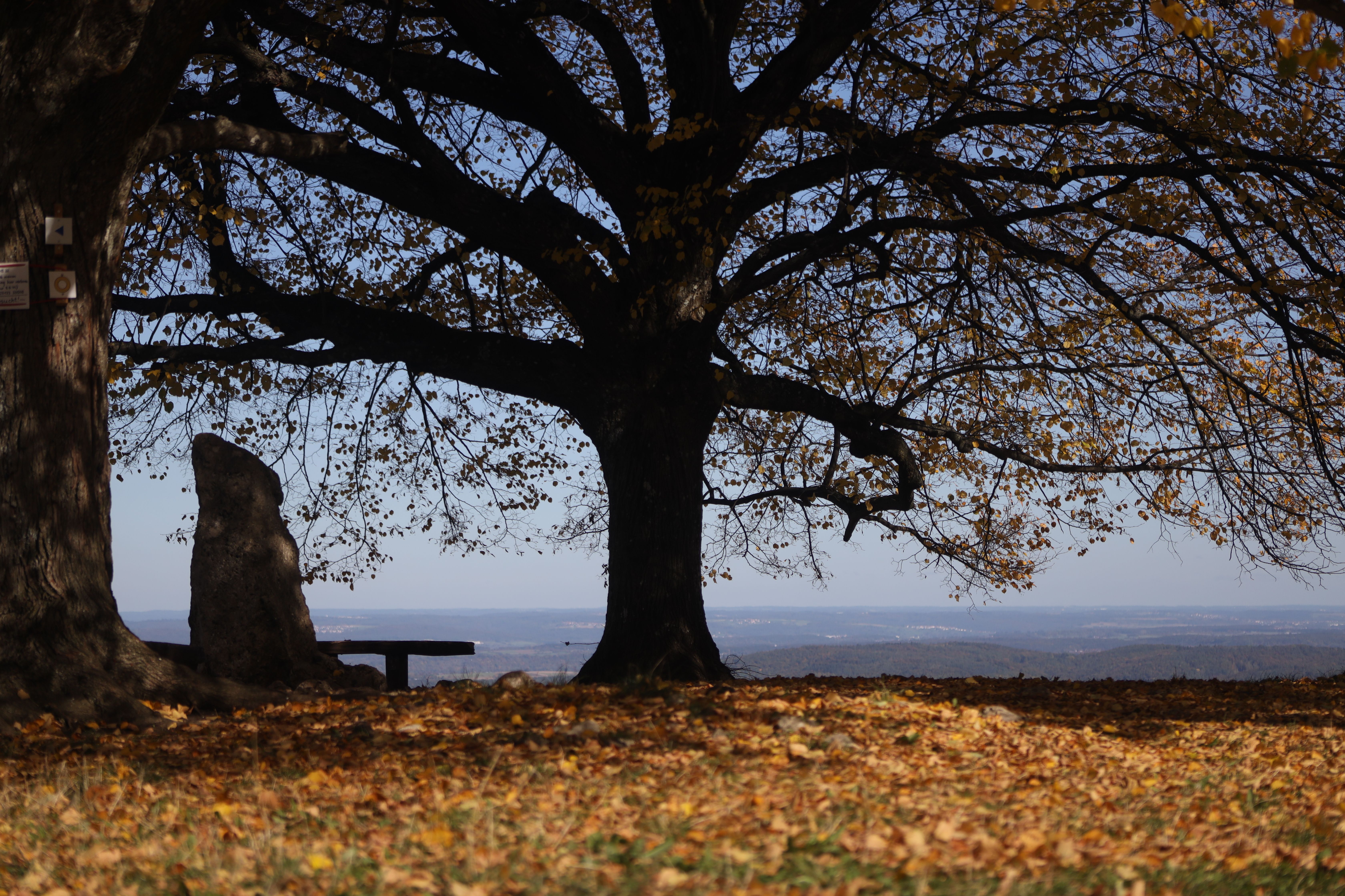 Trees on a Hill in Autumn · Free Stock Photo