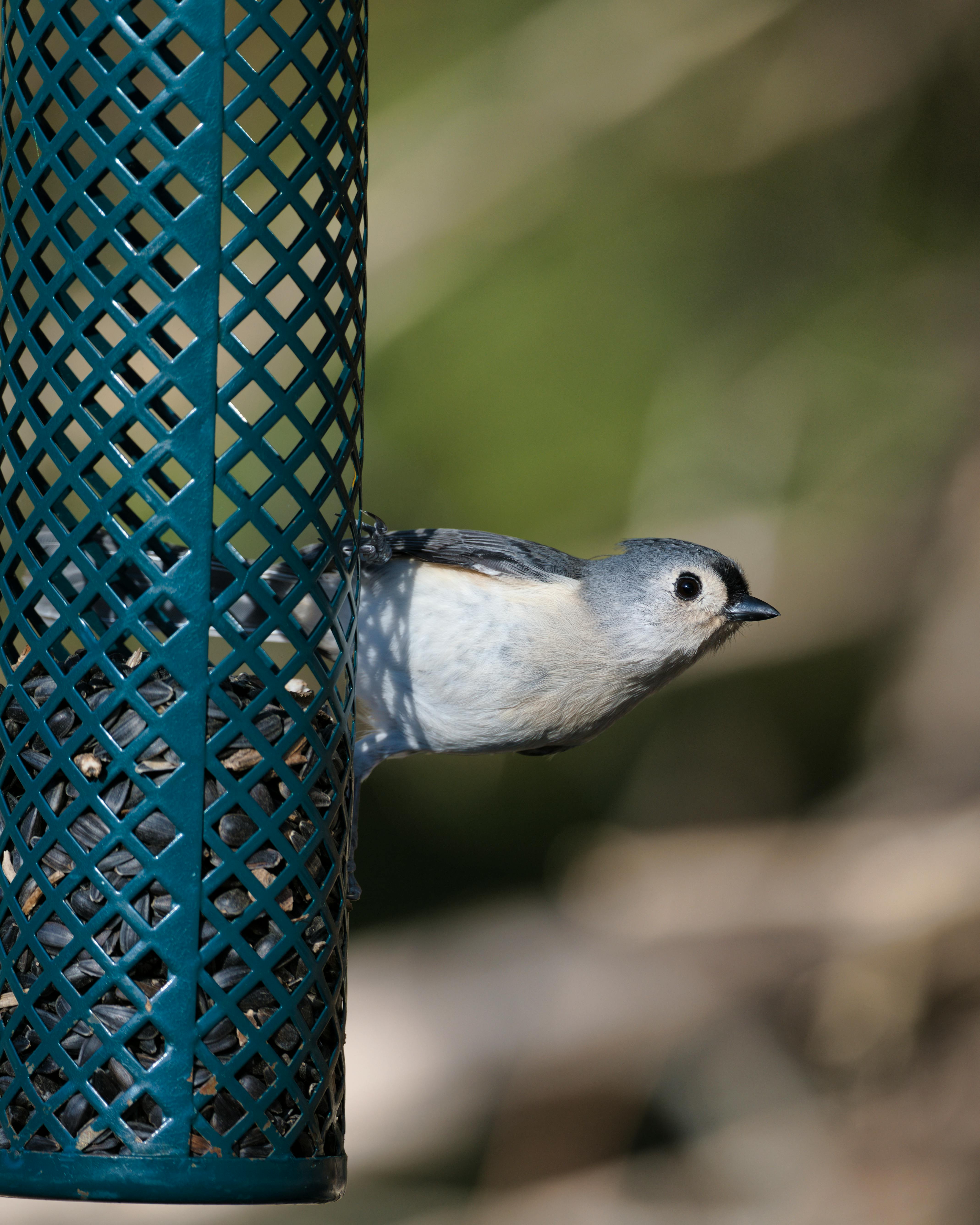 Tufted Titmouse · Free Stock Photo