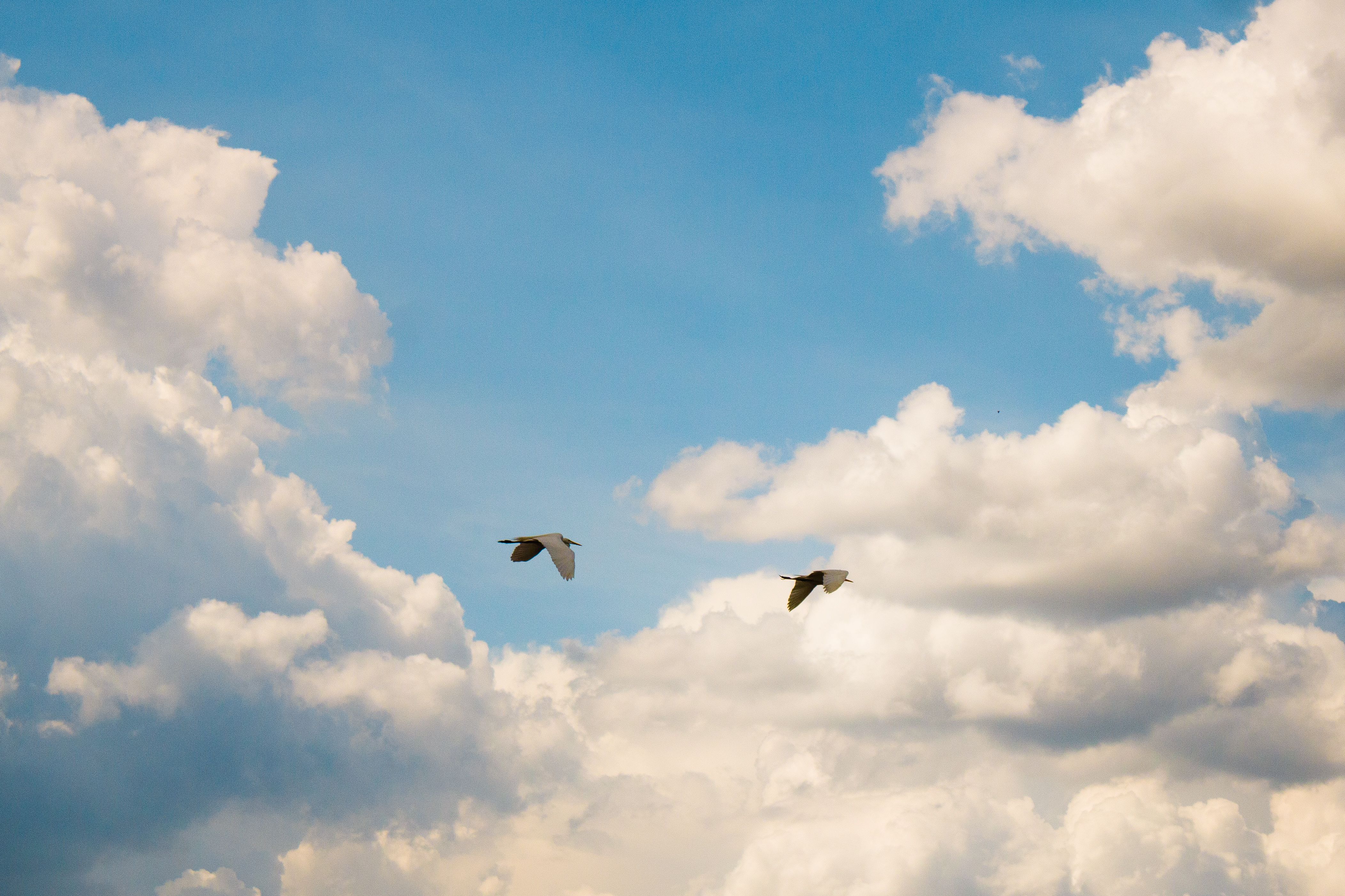 Birds Flying Under Blue Sky · Free Stock Photo