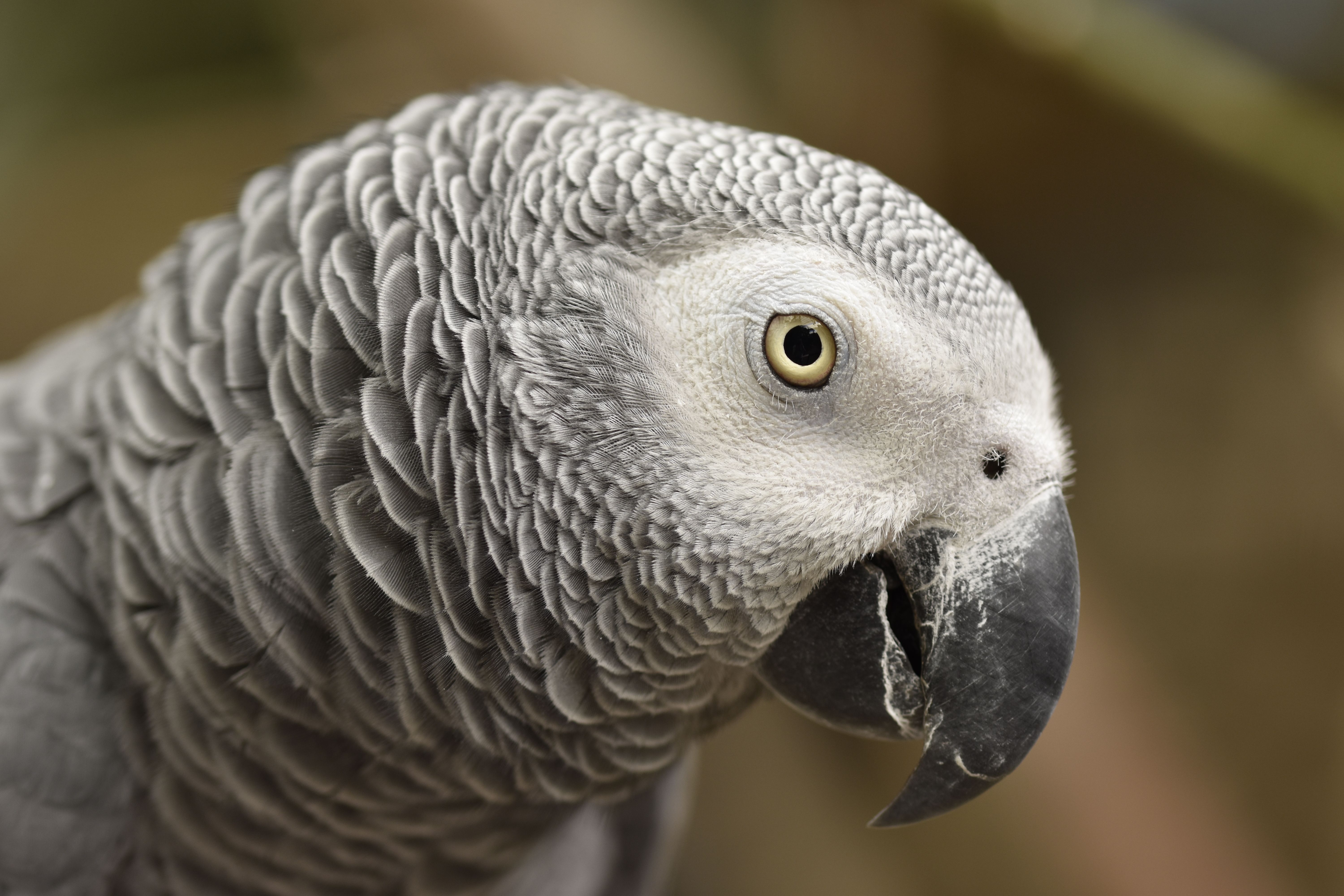 Portrait of Parrot · Free Stock Photo