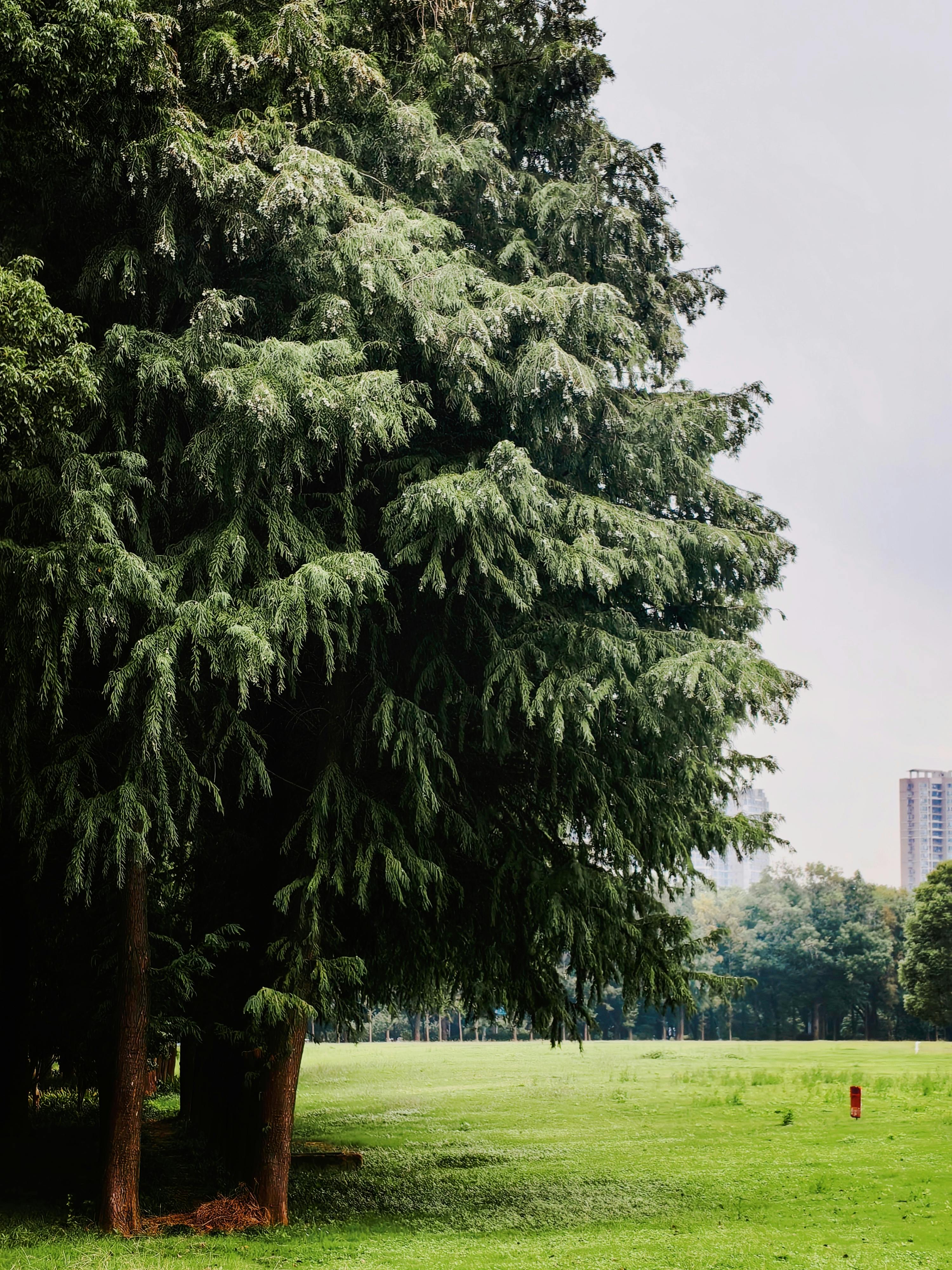 Tree Park Photos, Download The BEST Free Tree Park Stock Photos & HD Images