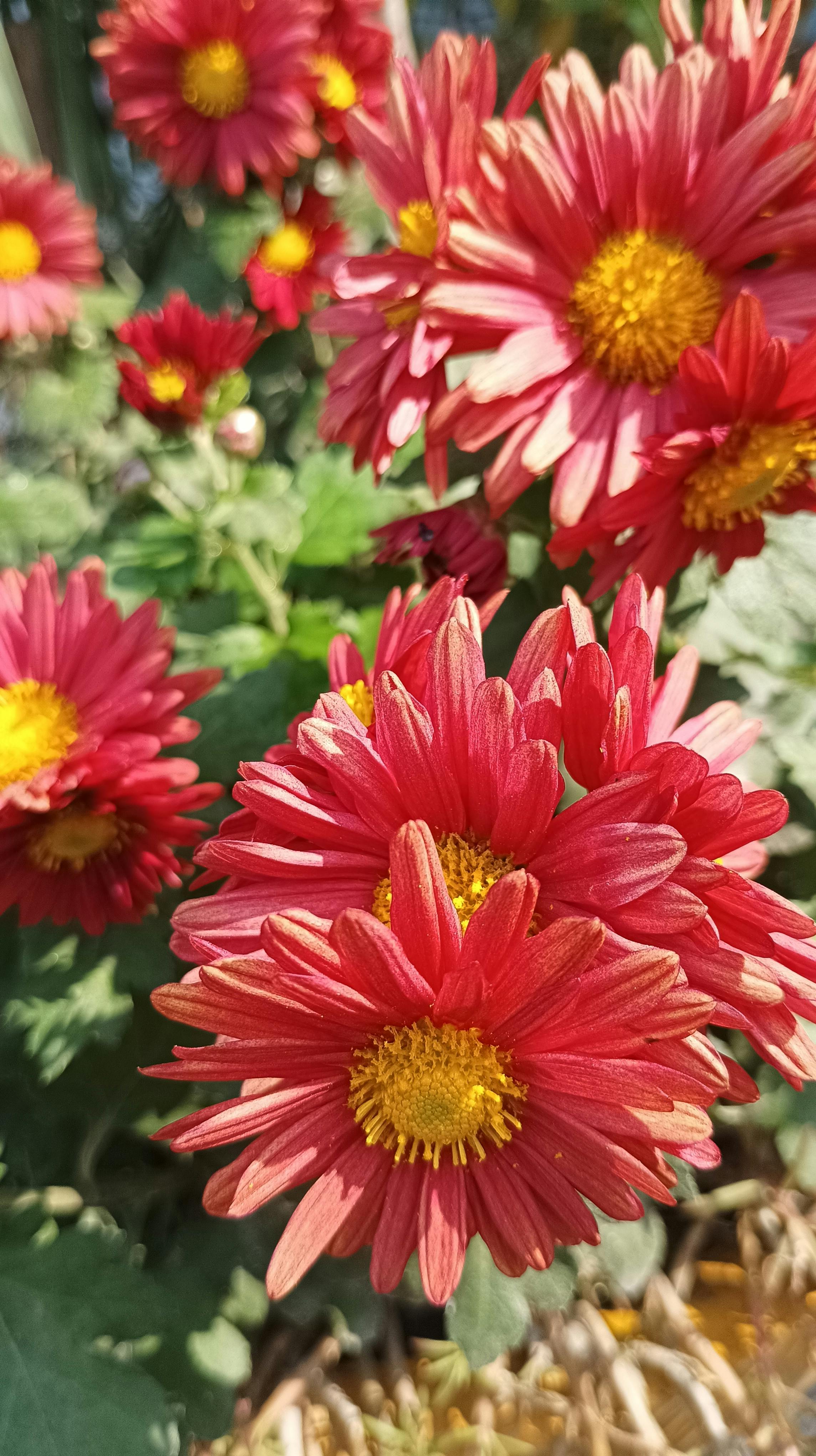 Pankaj Yadav - Fotografía