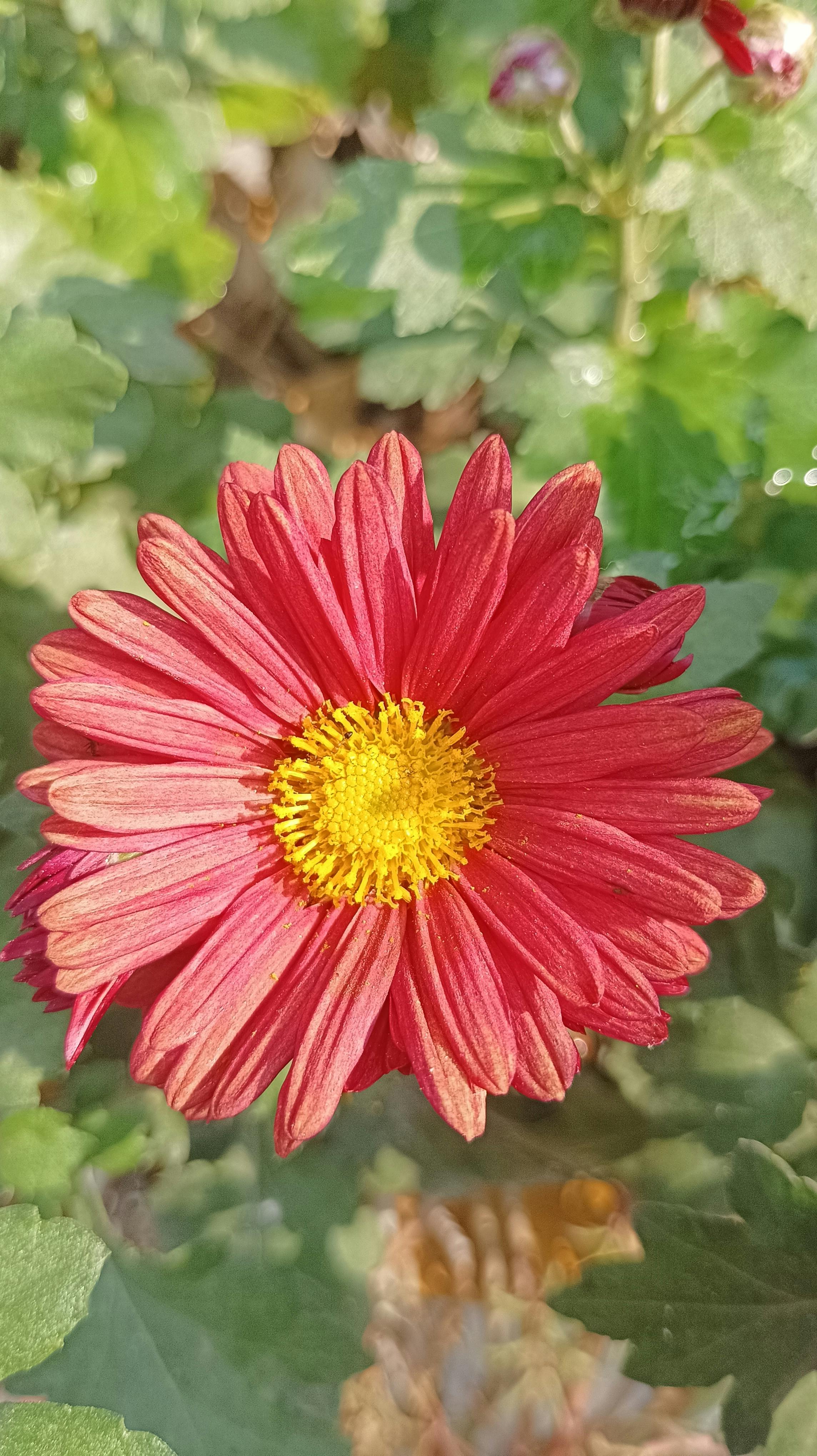 Pankaj Yadav - Fotografía