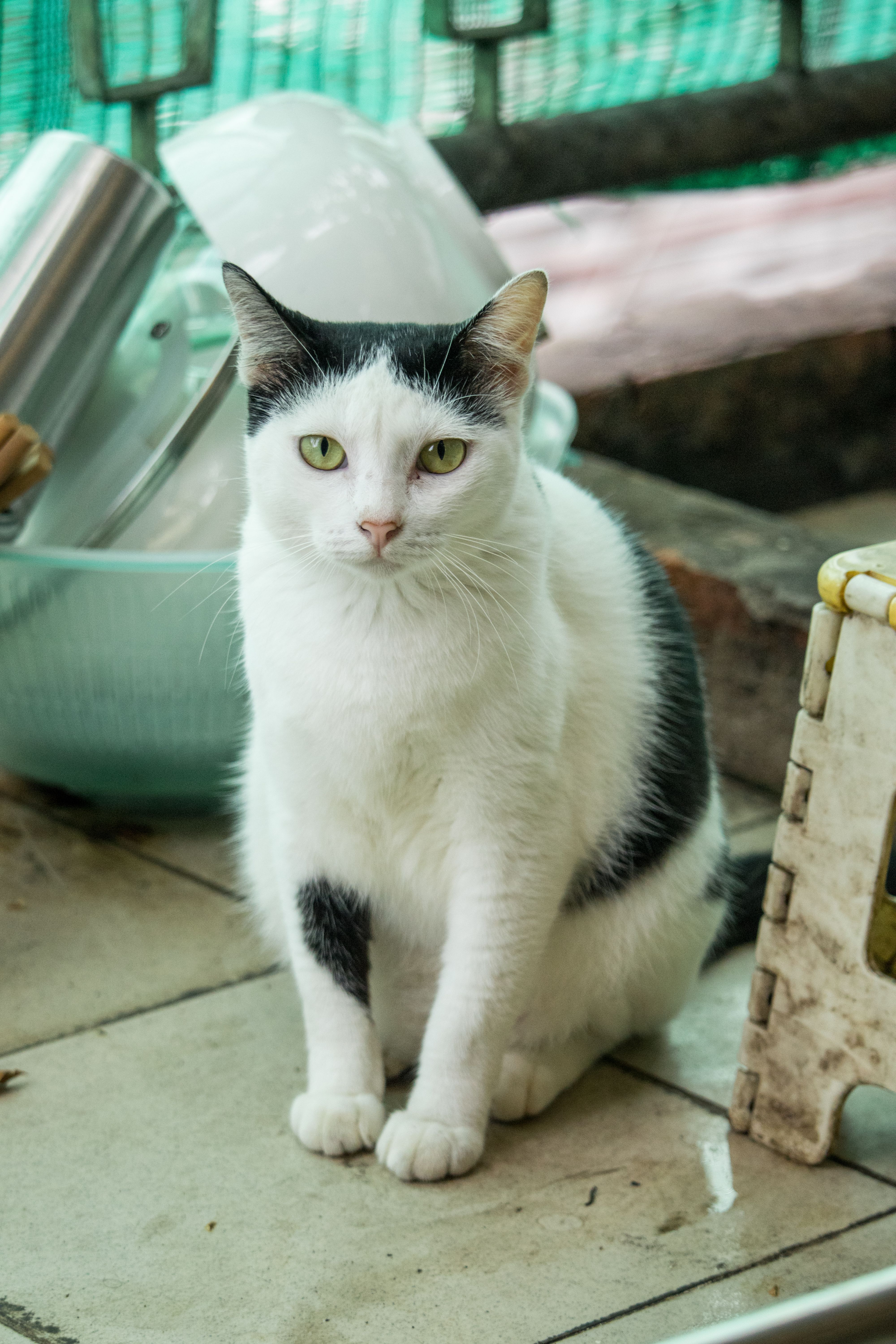Sitting Tuxedo Cat · Free Stock Photo