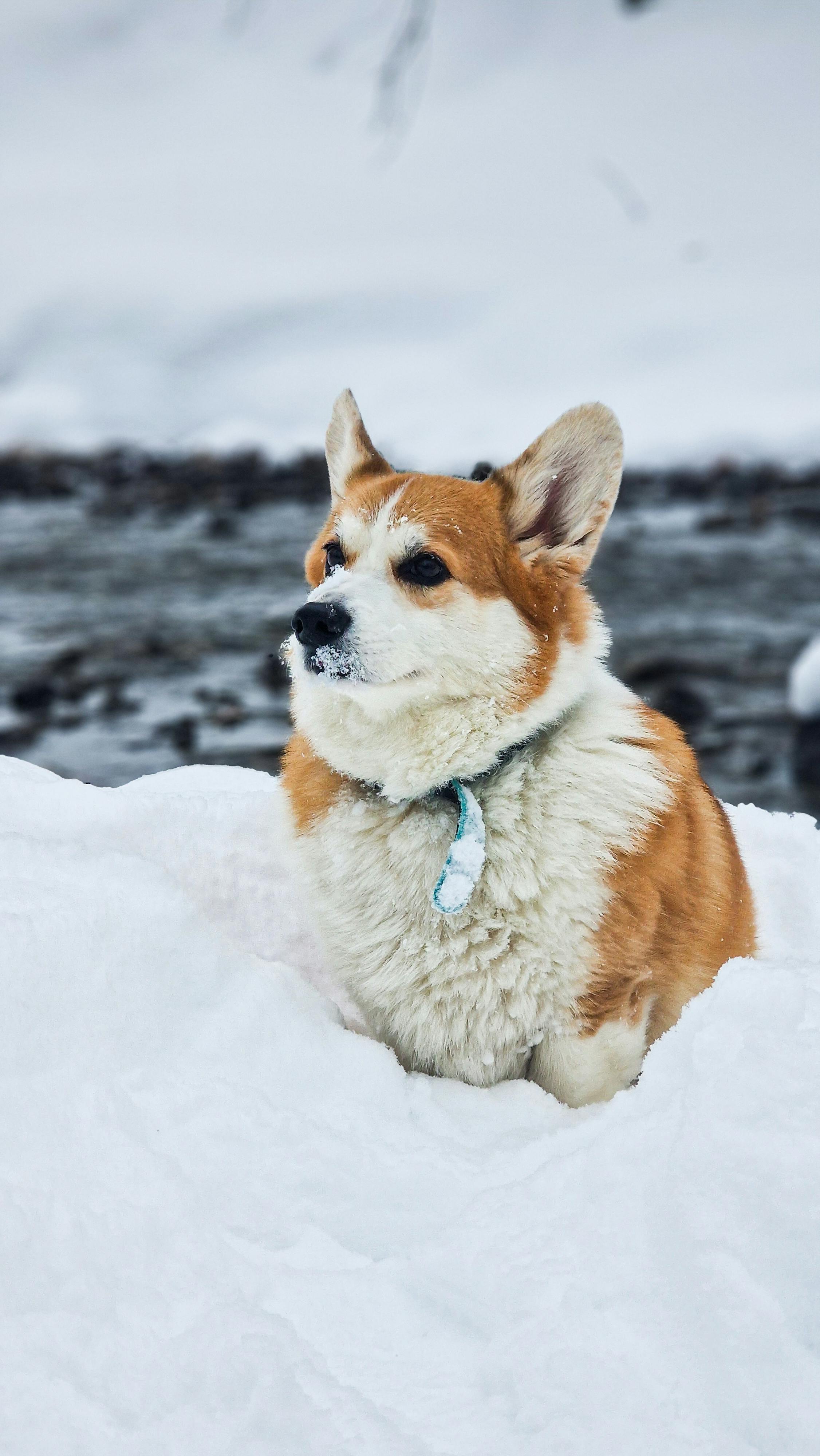 A Corgi Dog Sitting Outside in Snow · Free Stock Photo